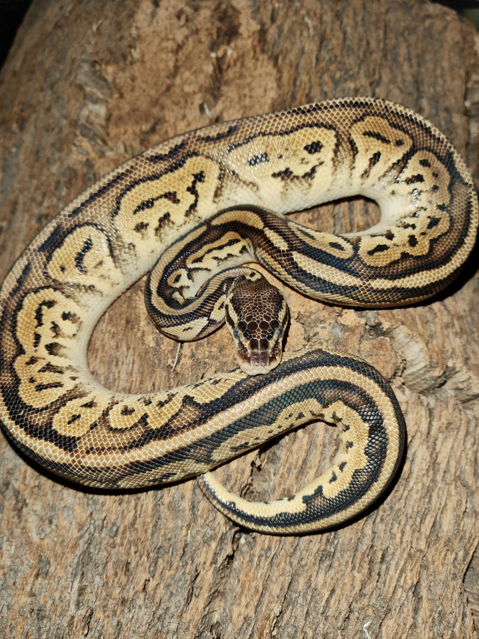 PYTHON REGIUS GHI BONGO PASTEL MALE - Zanimaux Shop