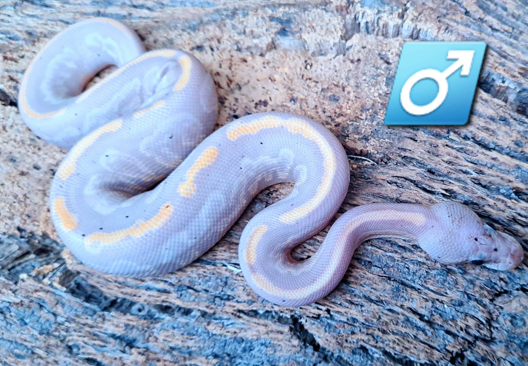 python royal Banana black pastel - Zanimaux Shop
