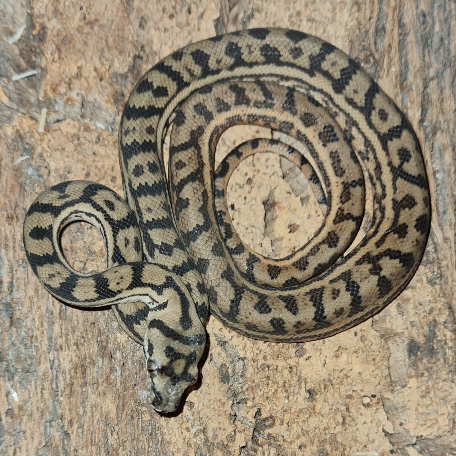 Morelia spilota sp 100% het albinos ( python tapis du nord) - Zanimaux Shop