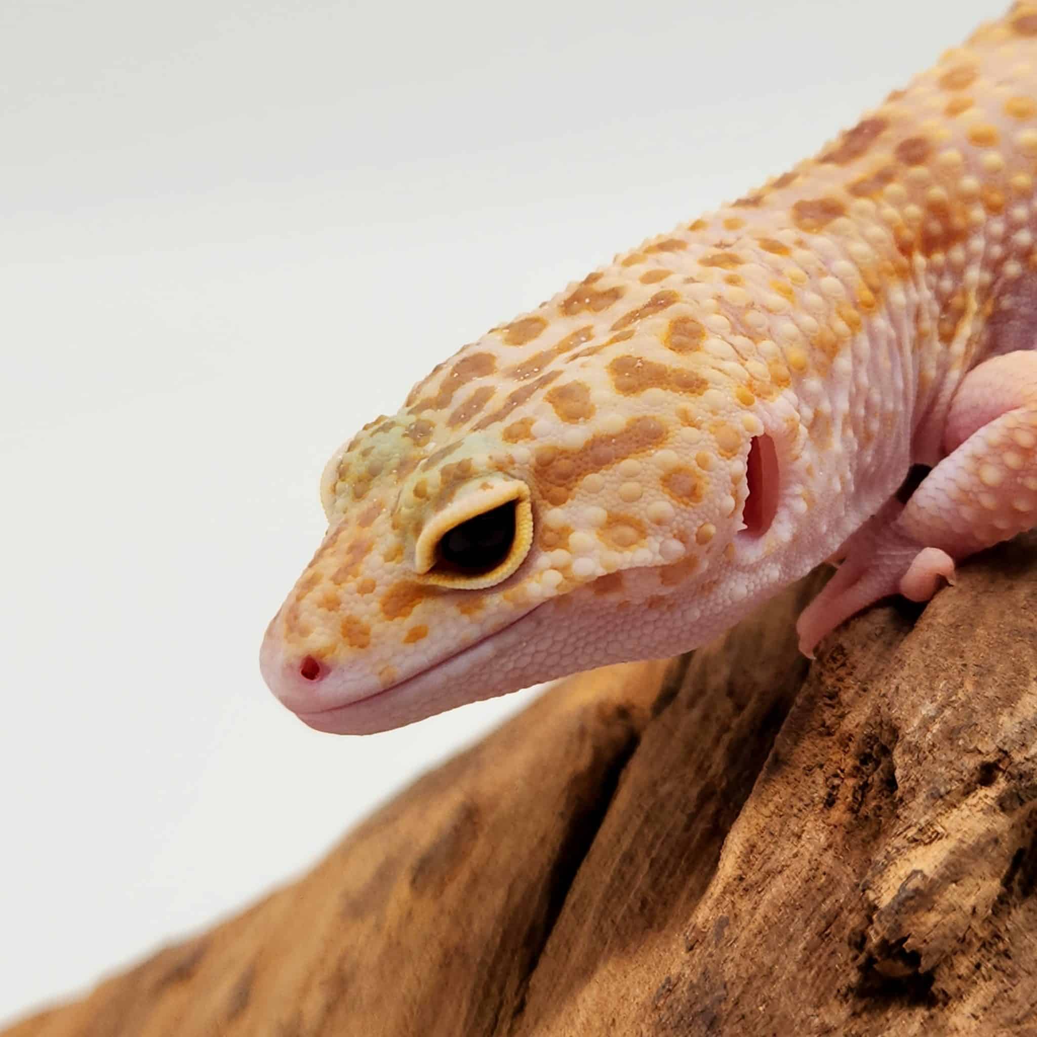 Gecko léopard (eublepharis macularius) RAPTOR Femelle - Zanimaux Shop