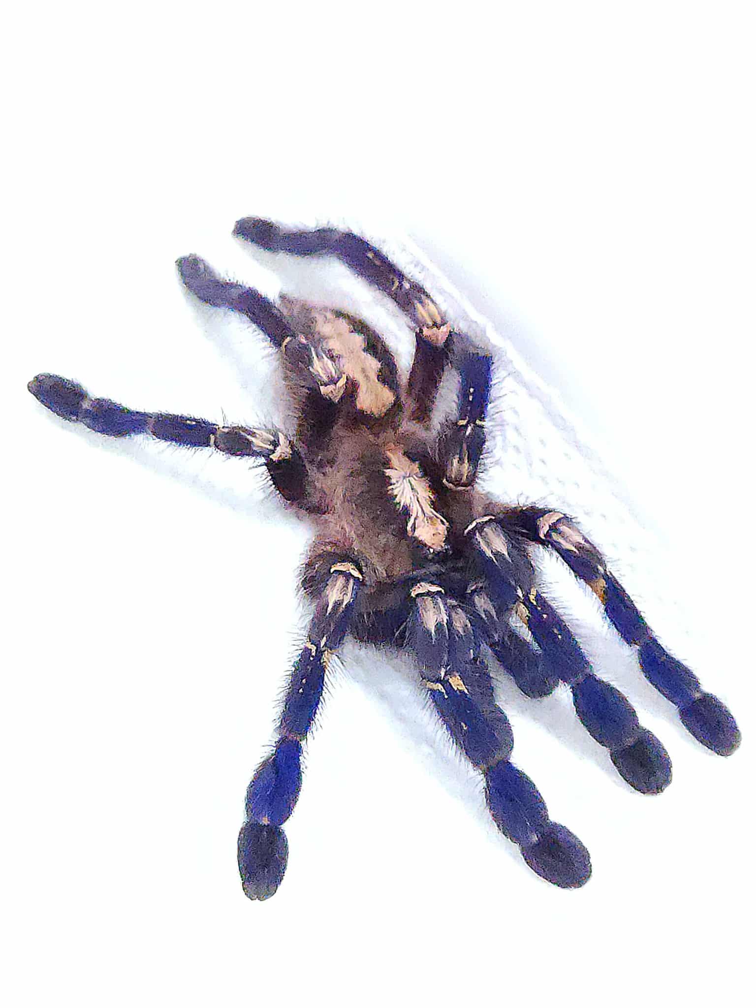 Poecilotheria Metallica (mygale bleu) - Zanimaux Shop