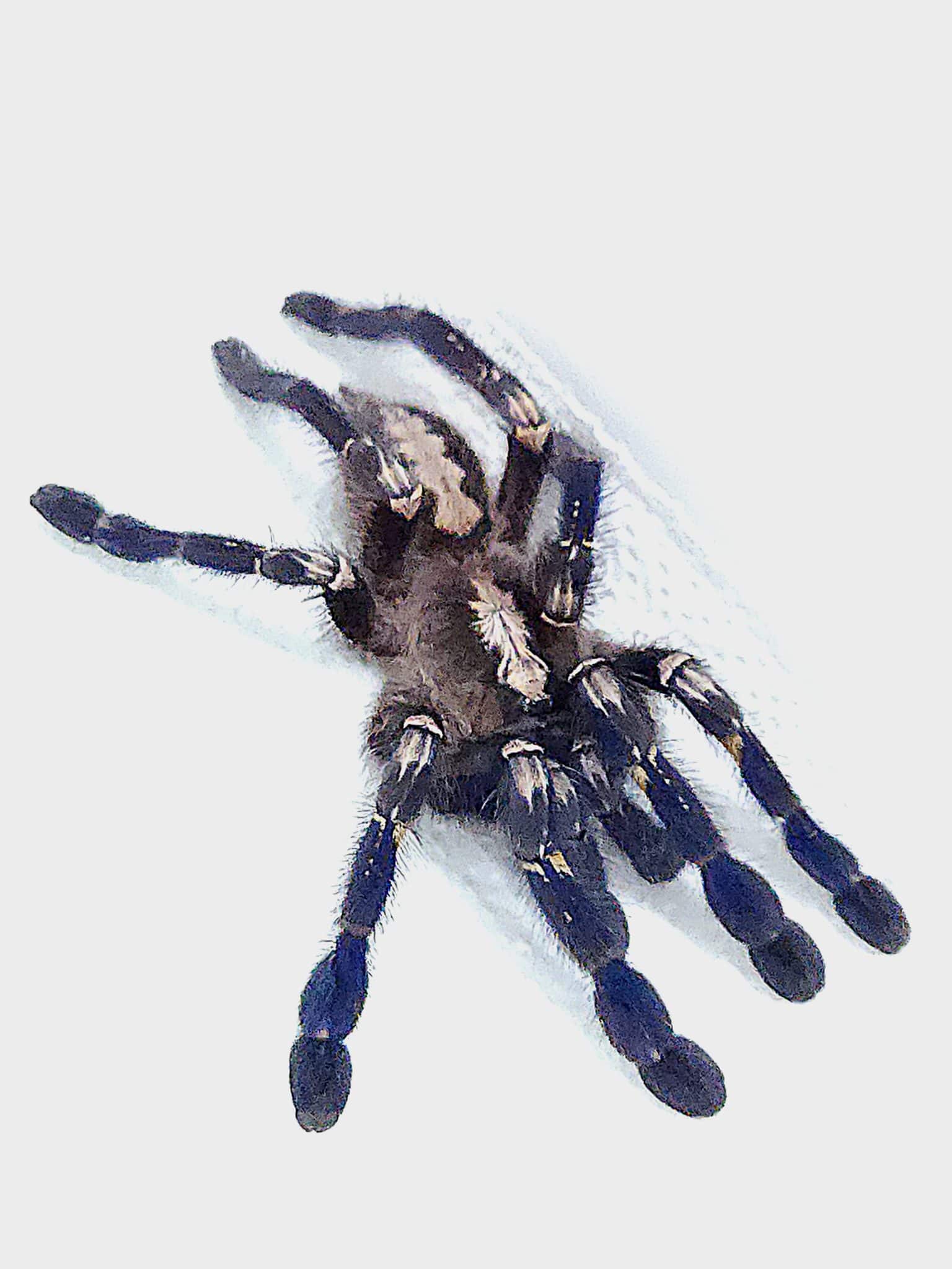Poecilotheria Metallica (mygale bleu) - Zanimaux Shop