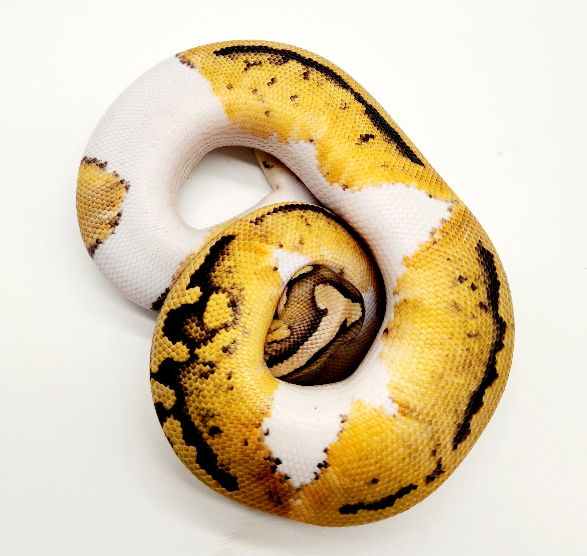 Piebald pastel male - Zanimaux Shop