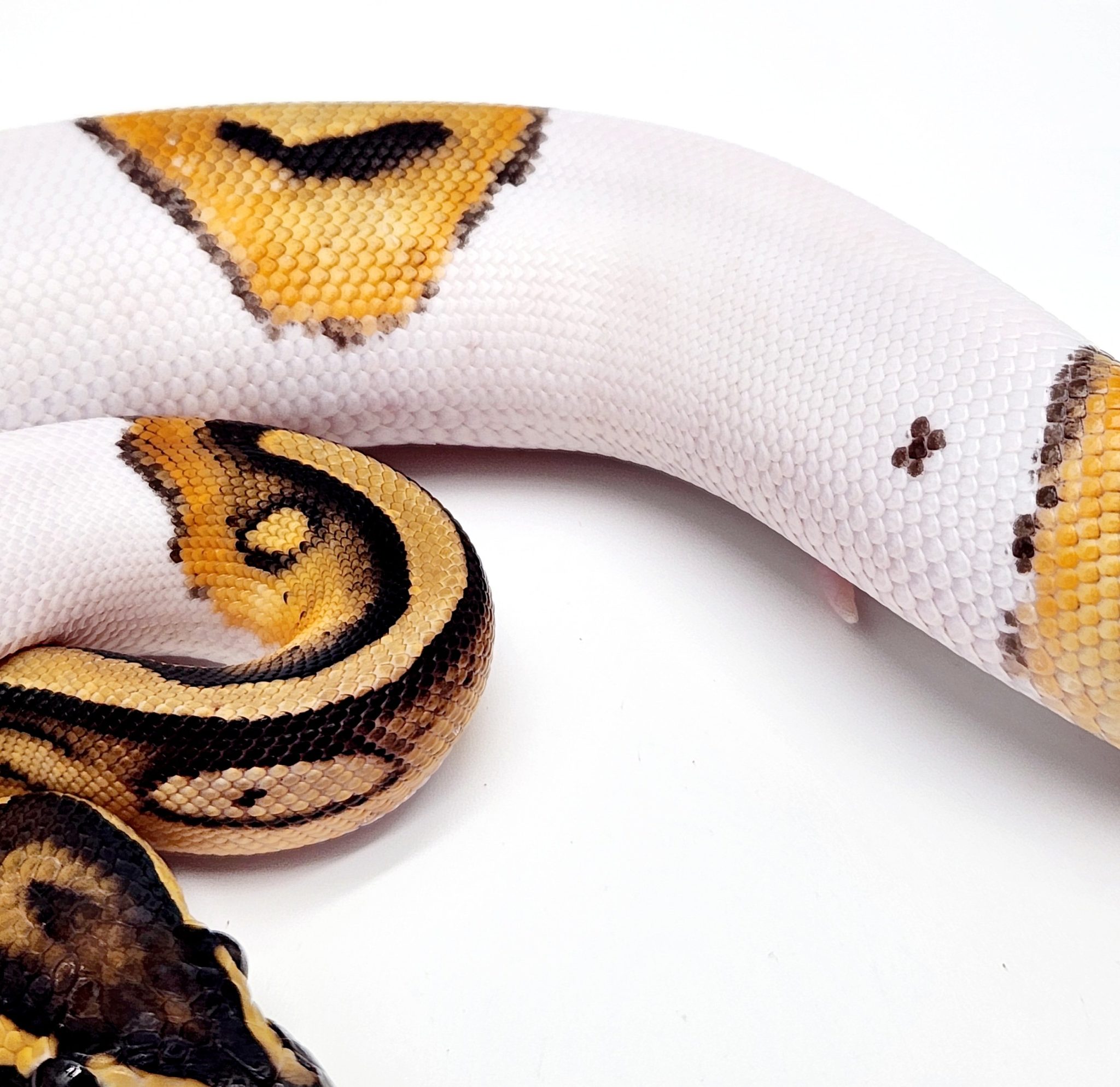 Piebald pastel femelle - Zanimaux Shop