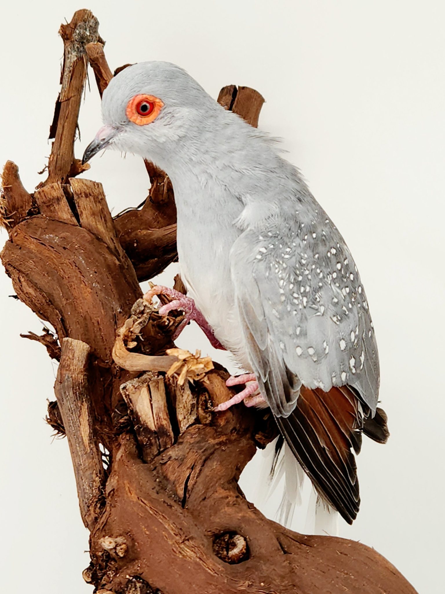 Colombe Diamant (Geopelia cuneata) male- femelle - Zanimaux Shop