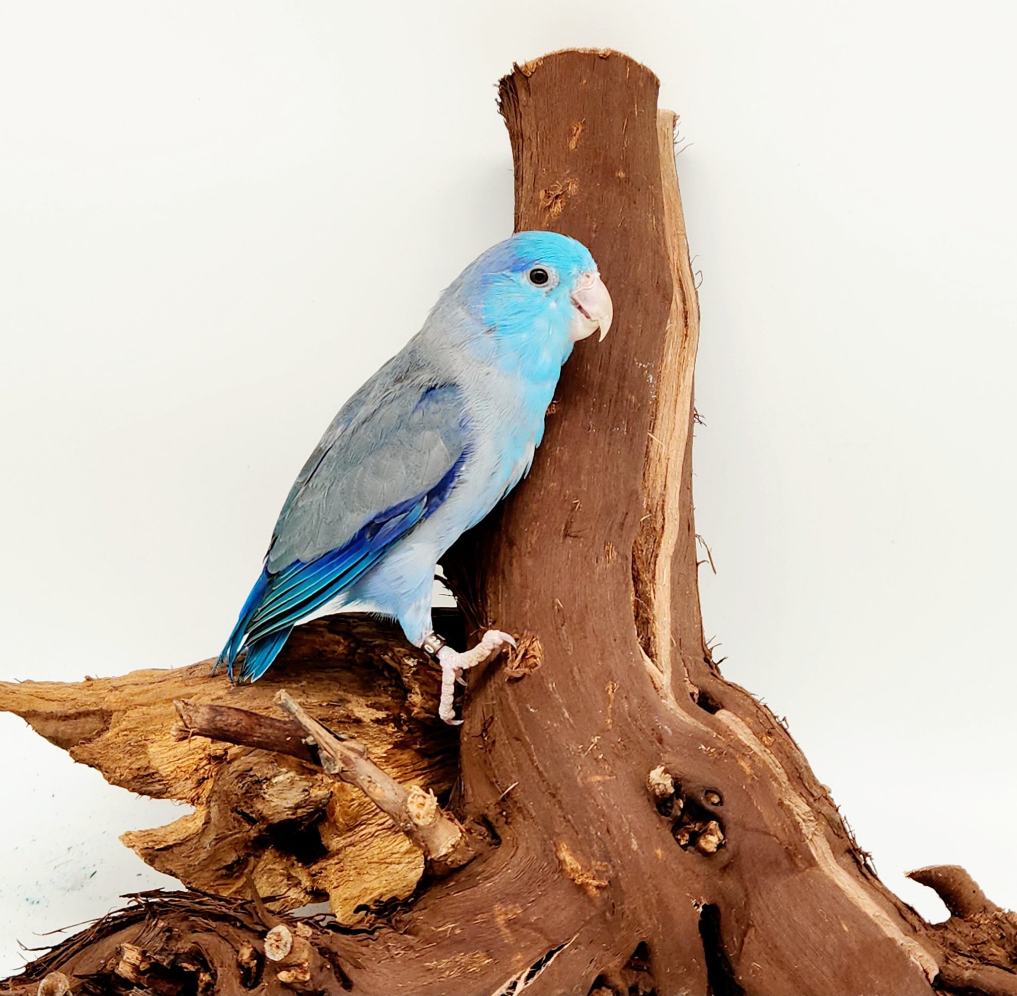 Toui Céleste (Forpus coelestis) jaune,verte ou bleu male-femelle - Zanimaux Shop