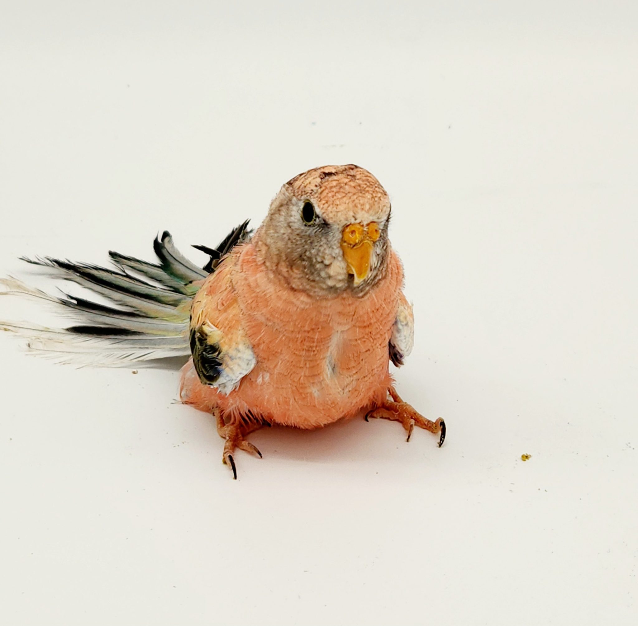 Perruche de Bourke rose (Neopsephotus bourkii) male-femelle - Zanimaux Shop