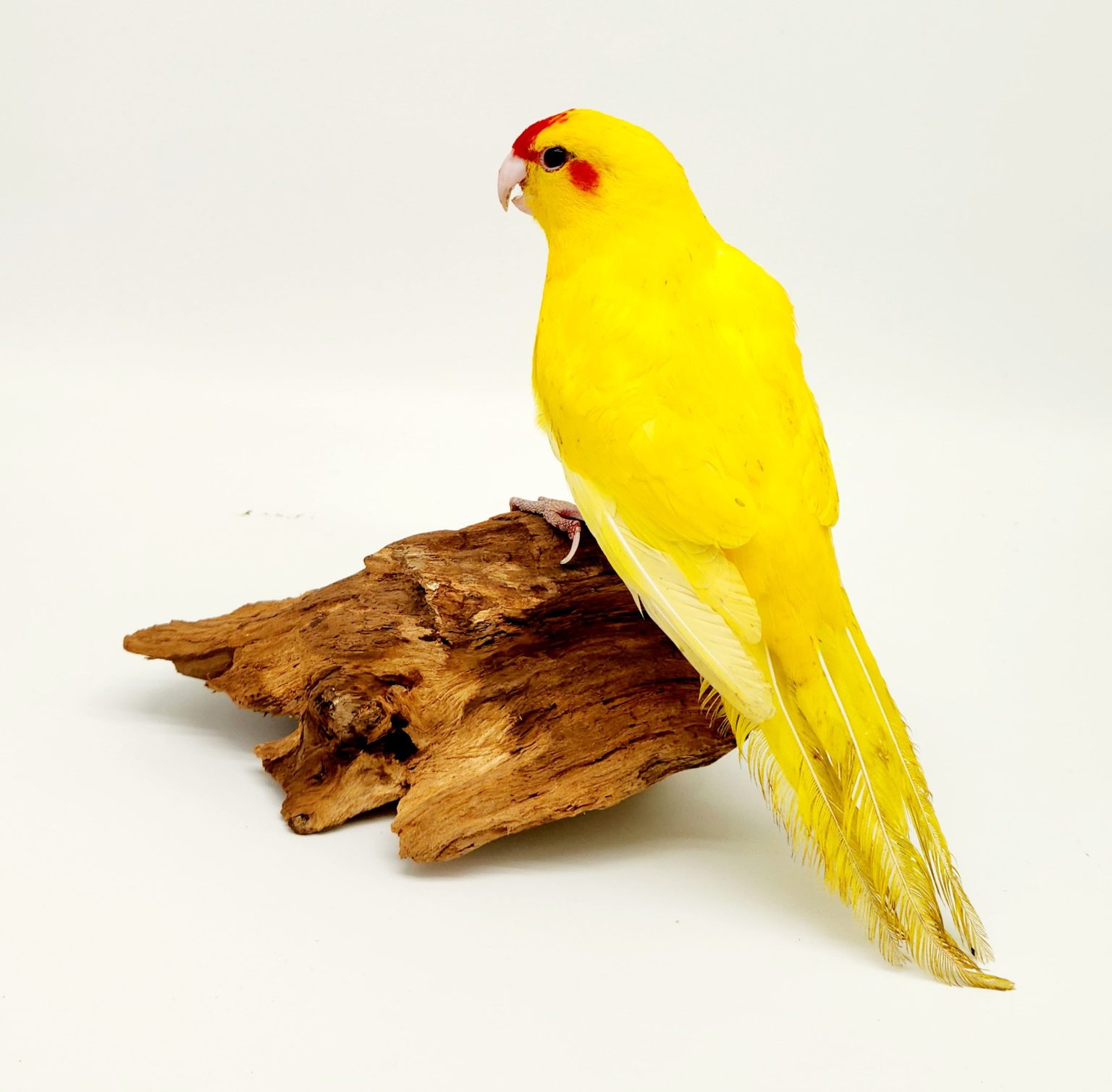 kakariki jaune(Perruche de Sparrman) - Zanimaux Shop