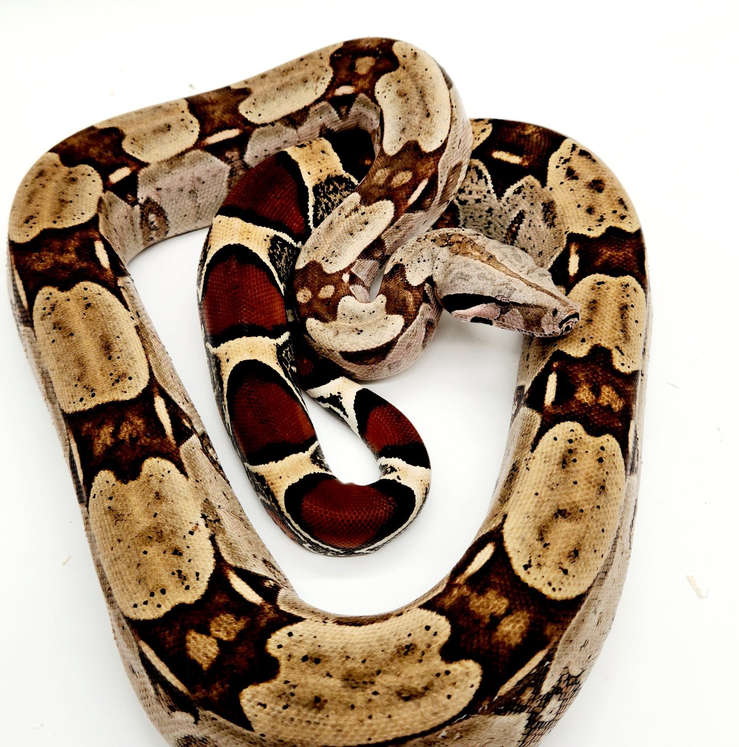 BOA CONSTRICTOR CONSTRICTOR SURINAM RED TAIL (Male 2020) - Zanimaux Shop