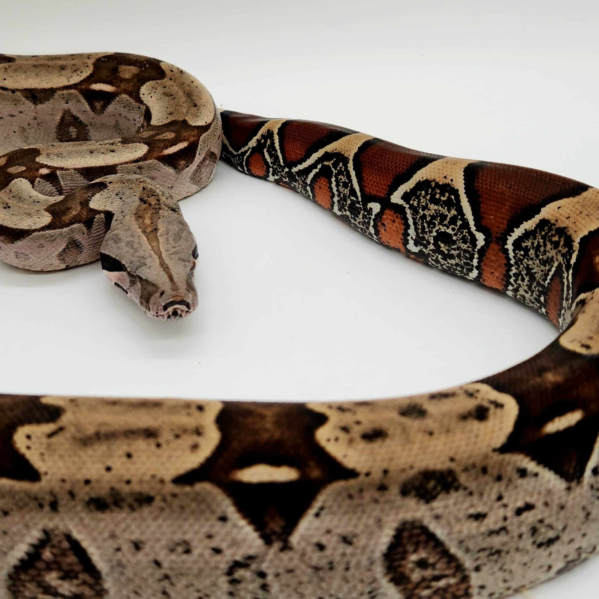 BOA CONSTRICTOR CONSTRICTOR SURINAM RED TAIL (Male 2020) - Zanimaux Shop