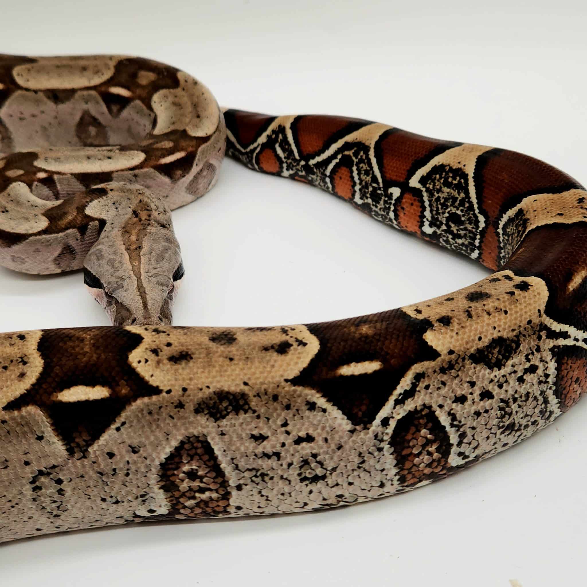 BOA CONSTRICTOR CONSTRICTOR SURINAM RED TAIL (Male 2020) - Zanimaux Shop
