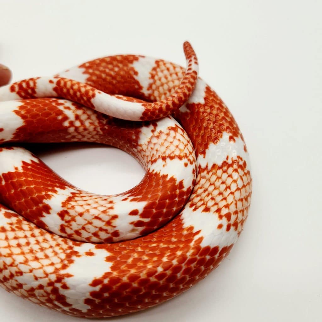 Lampropeltis Triangulum Hondurensis tangerine albinos serpent faux ...