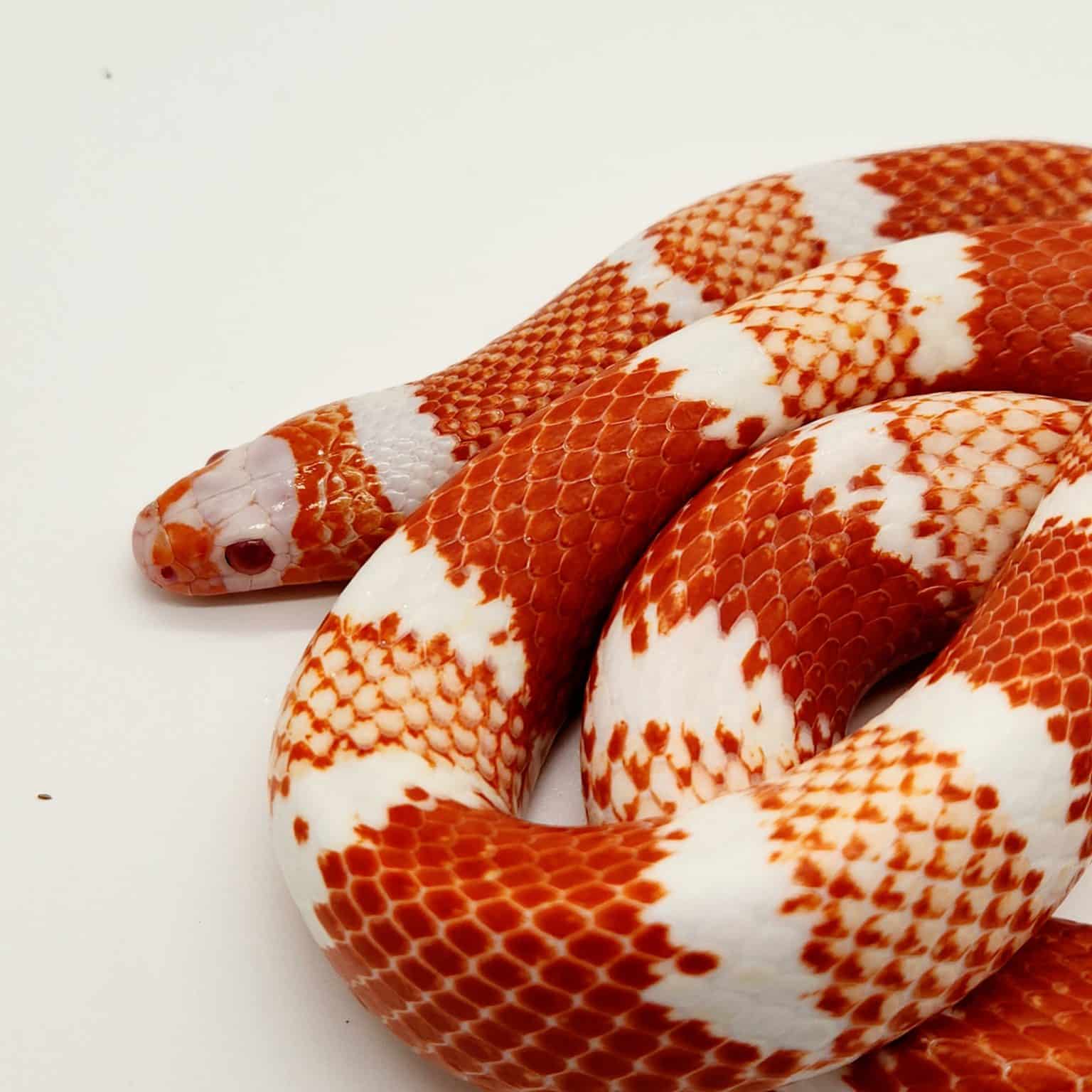 Lampropeltis Triangulum Hondurensis tangerine albinos serpent faux ...