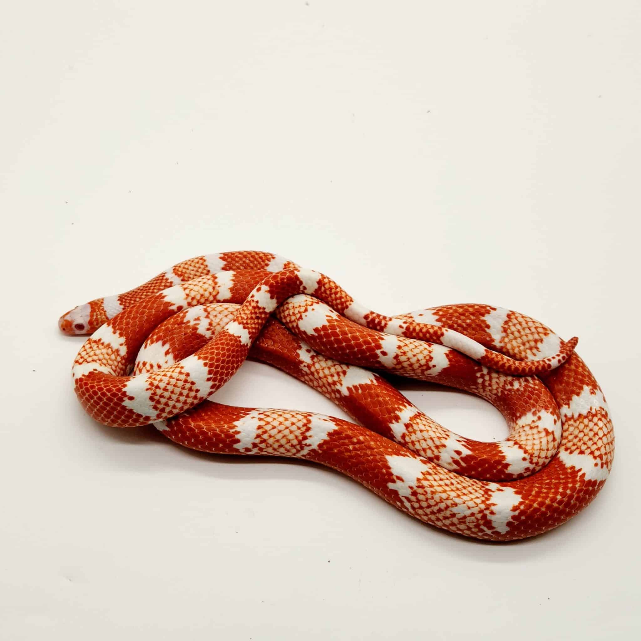 Lampropeltis Triangulum Hondurensis tangerine albinos serpent faux ...