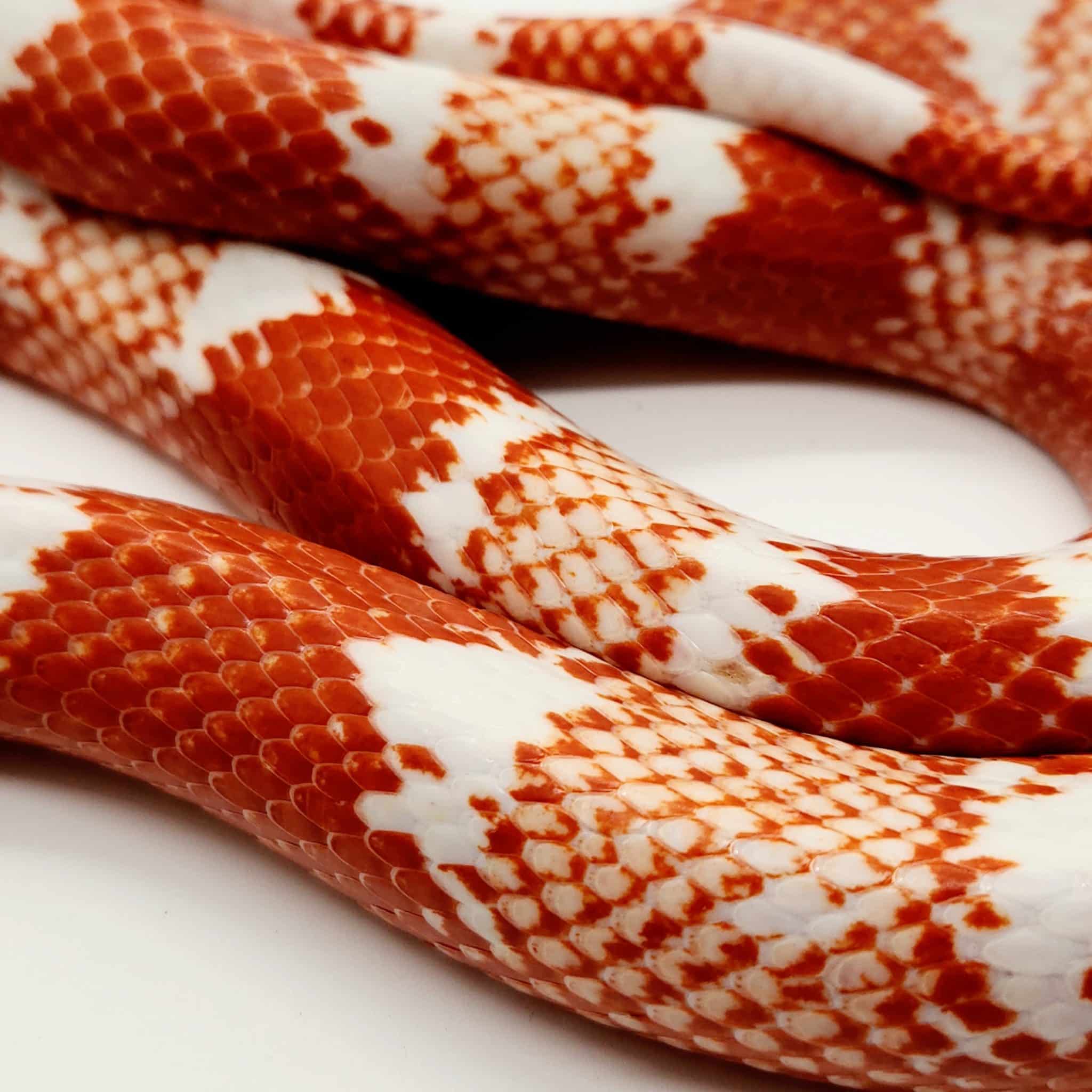 Lampropeltis Triangulum Hondurensis tangerine albinos serpent faux ...