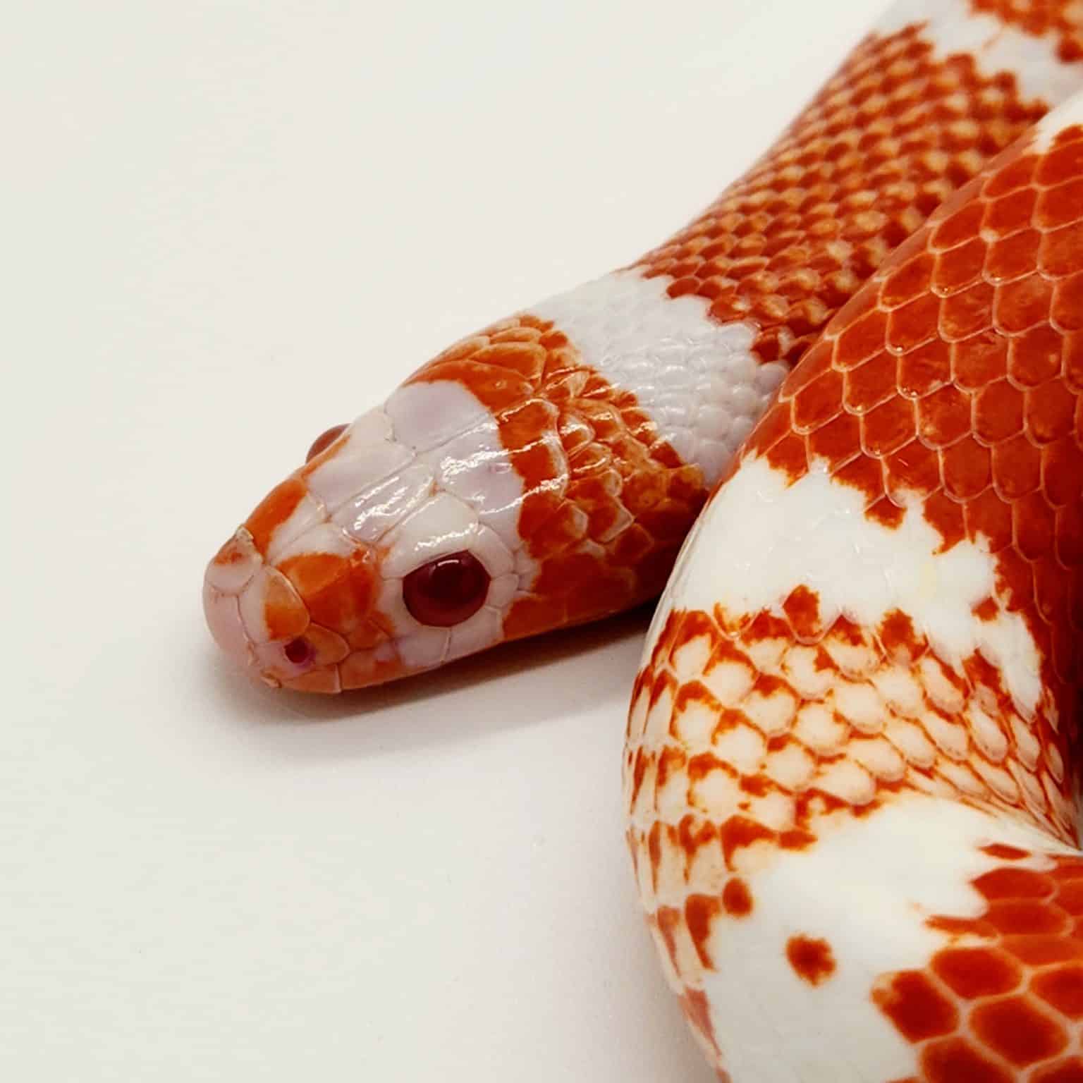 Lampropeltis Triangulum Hondurensis tangerine albinos serpent faux ...