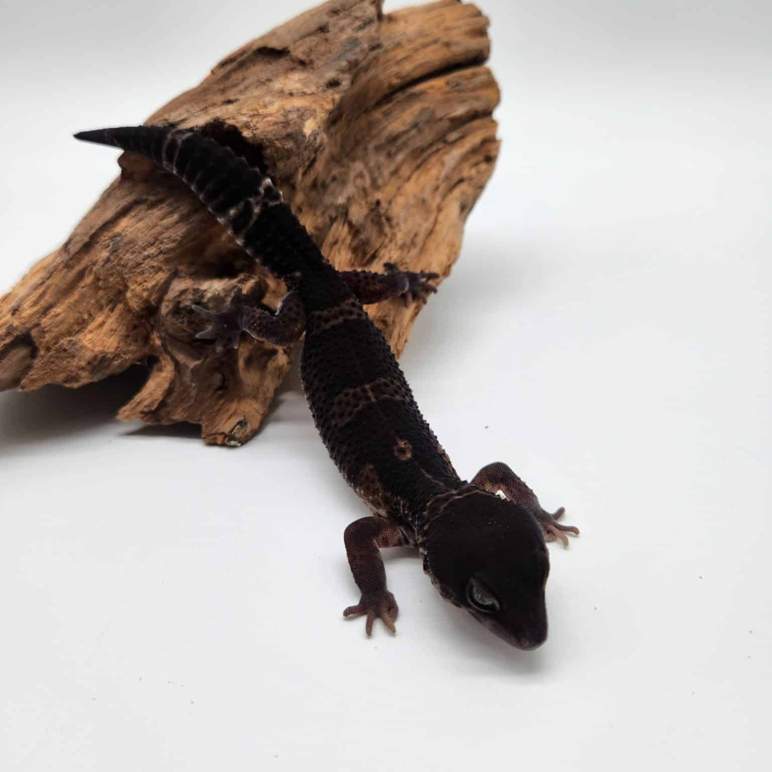 gecko léopard black night femelle - Zanimaux Shop