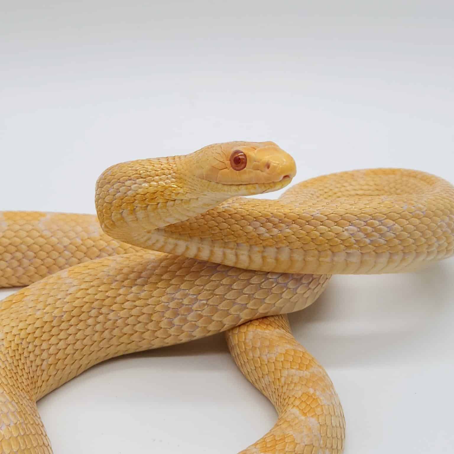 elaphe climacophora albinos serpent ratier du japon femelle 2 ans ...