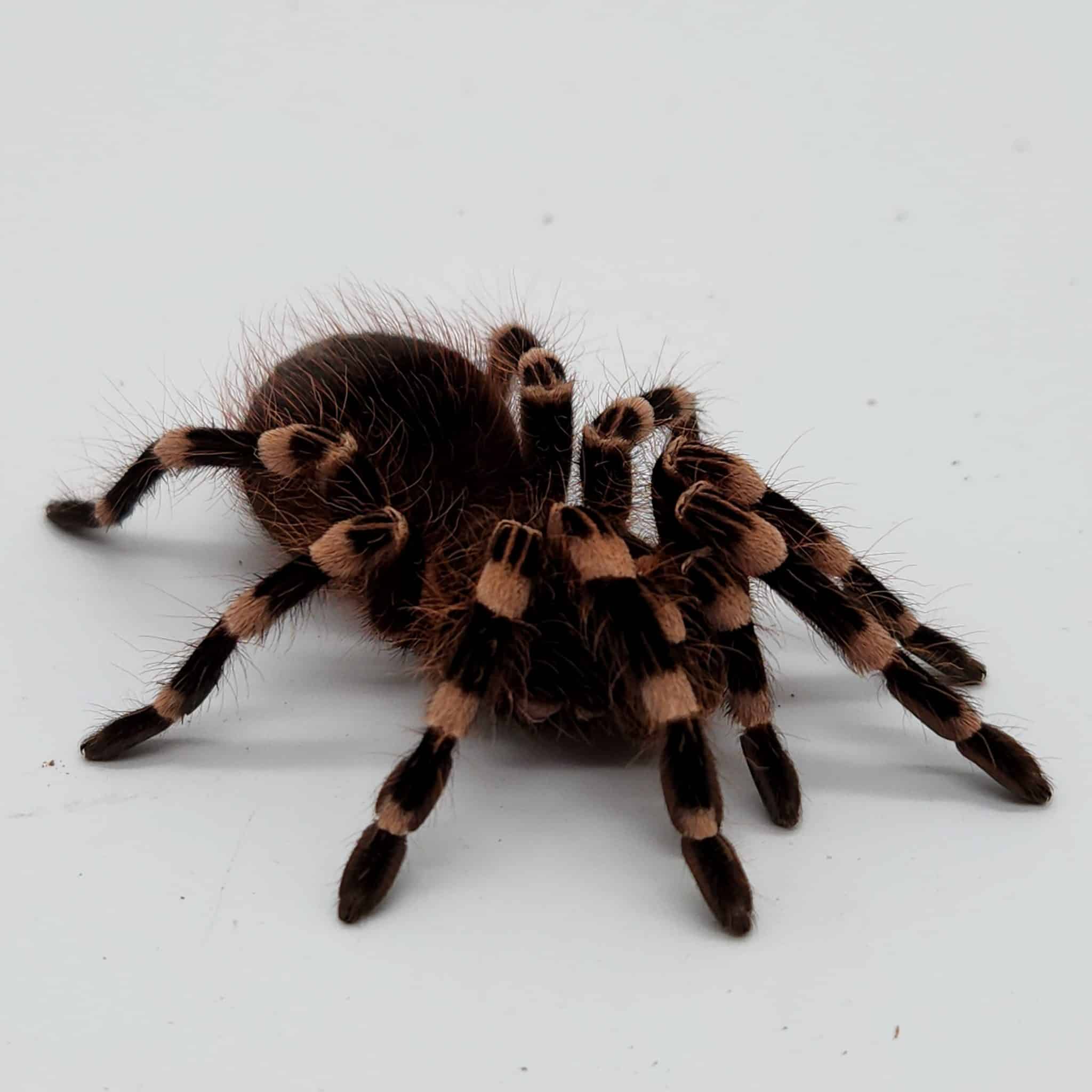 acanthoscuria geniculata mygale à genoux blanc femelle subadulte ...