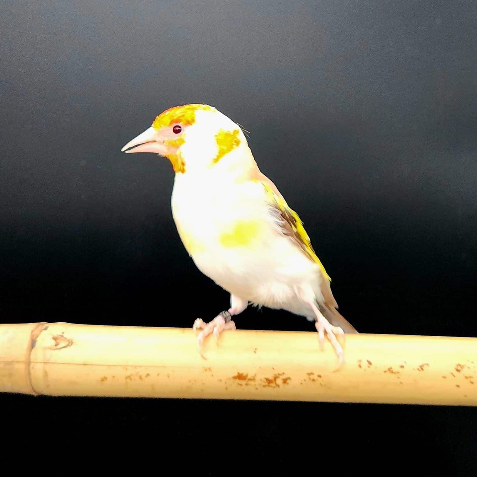 chardonneret major carduelis major male brun tête blanche 2022 ...