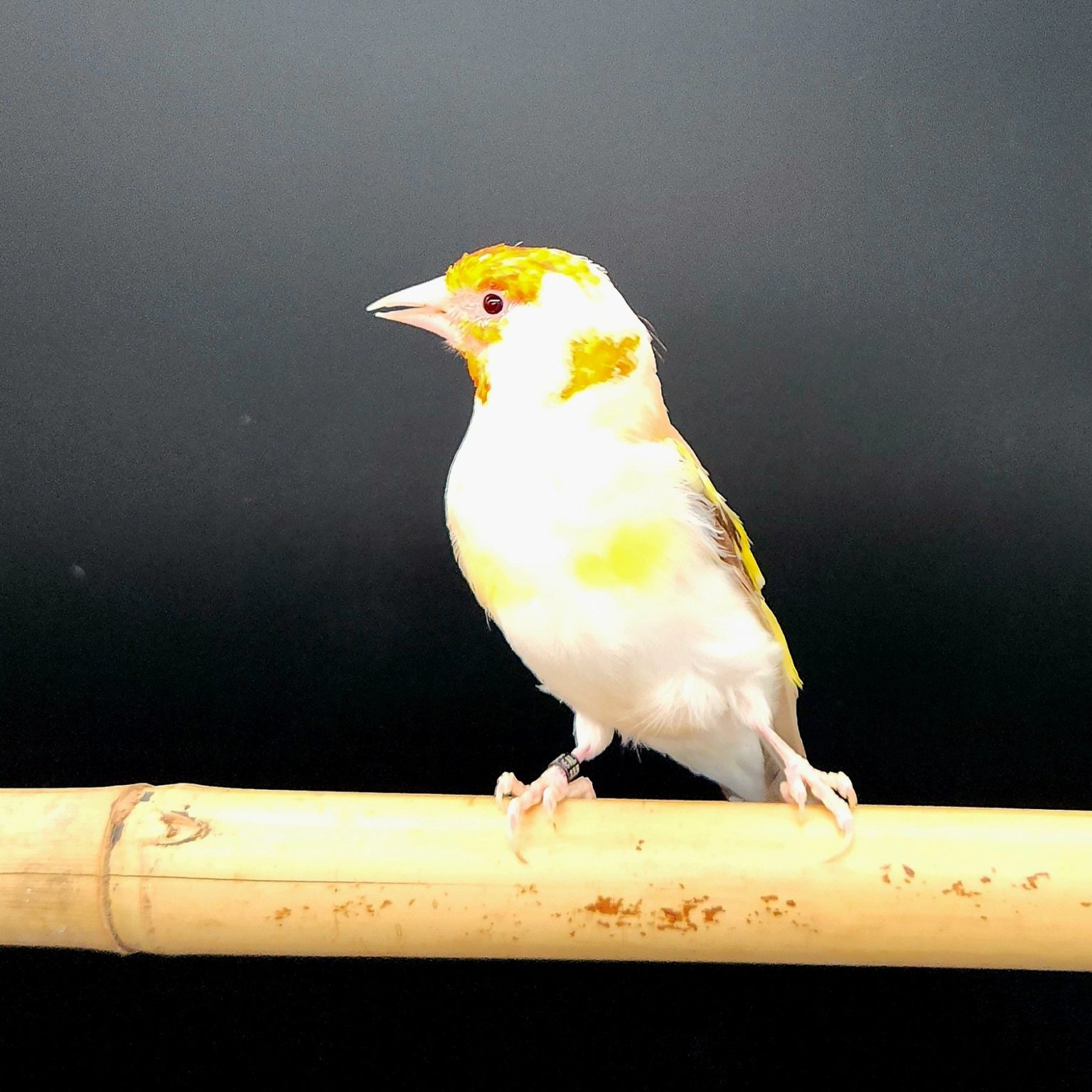 chardonneret major carduelis major male brun tête blanche 2022 ...