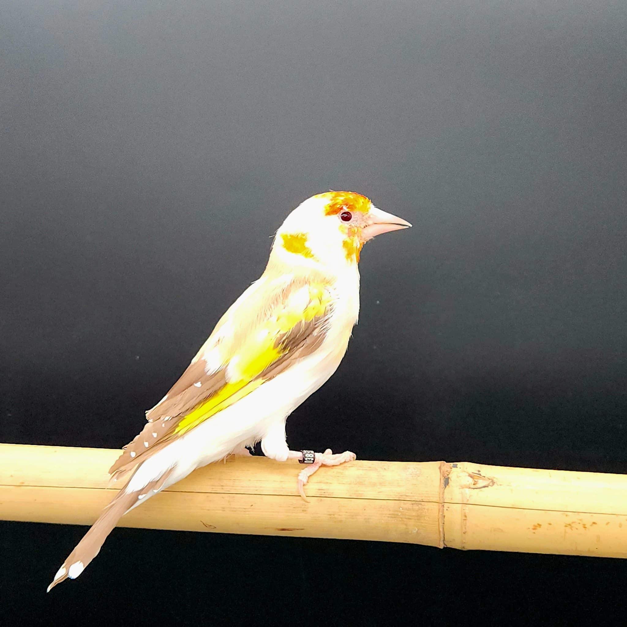 chardonneret major carduelis major male brun tête blanche 2022 ...
