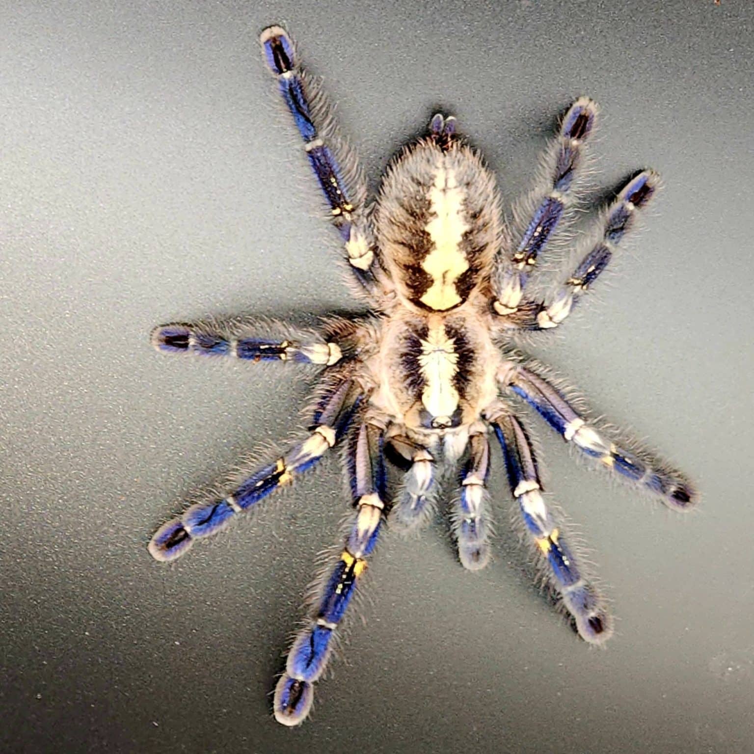 Poecilotheria Metallica (mygale bleu) - femelle - Zanimaux Shop