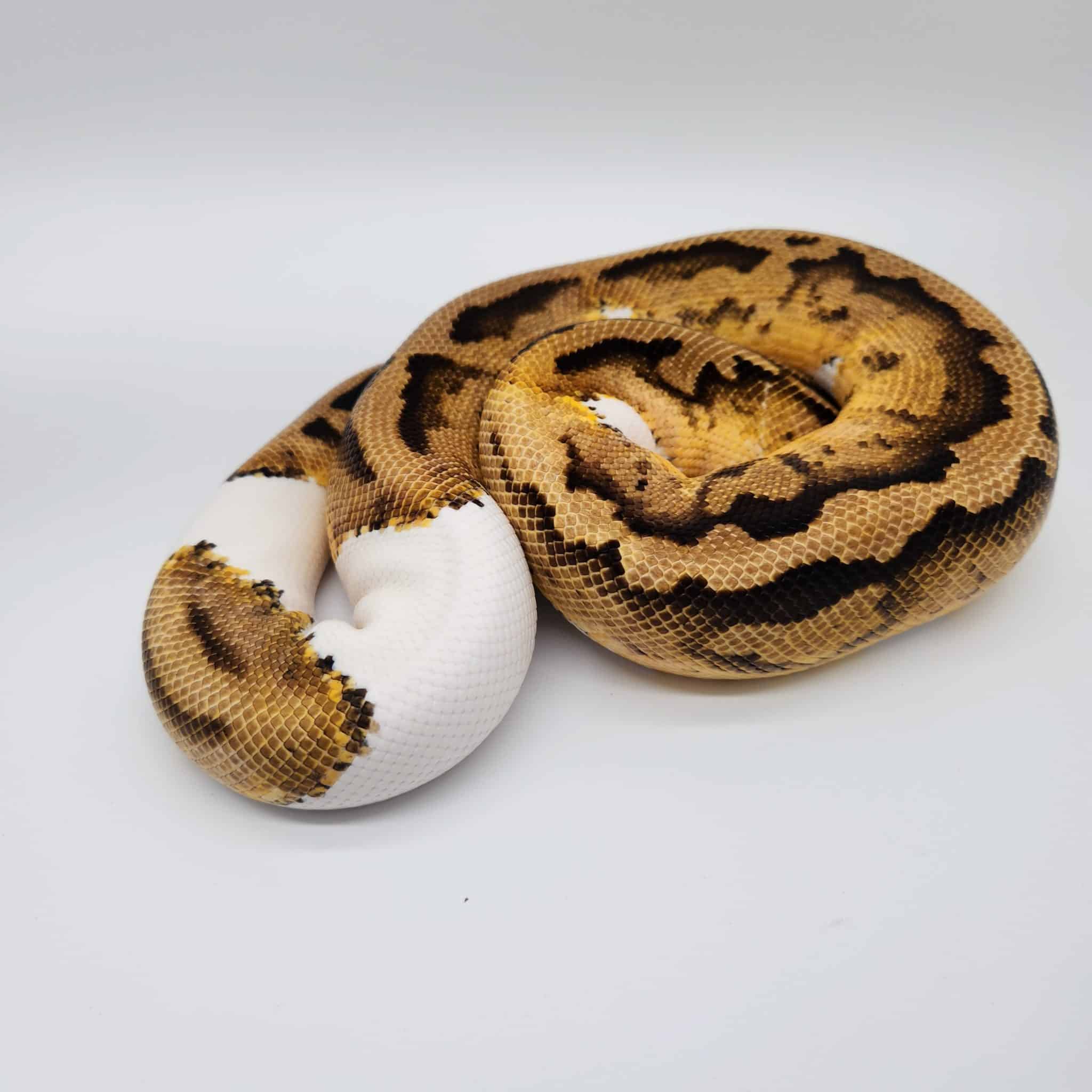 python regius piebald pastel femelle - Zanimaux Shop