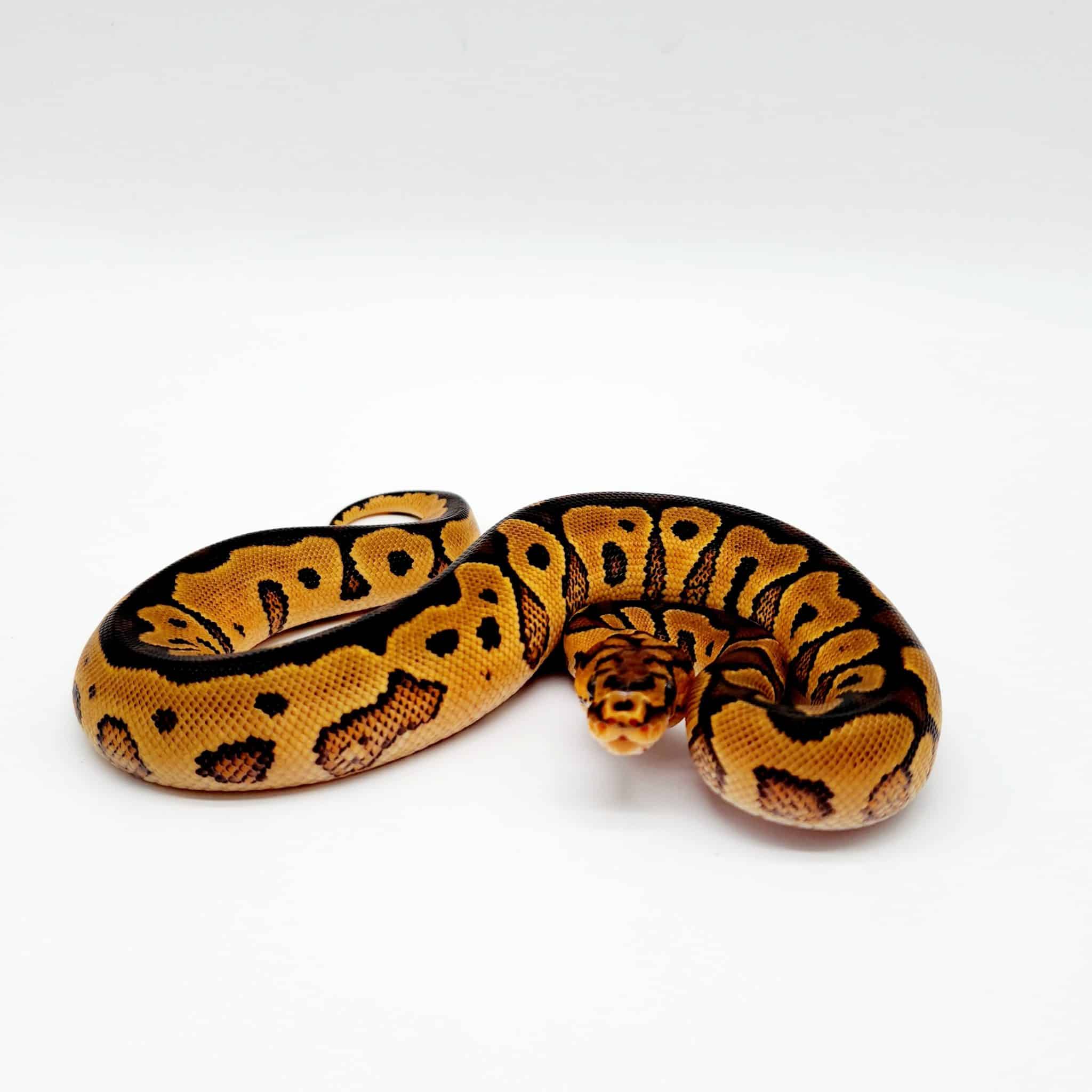 python regius python royal clown yellow belly femelle - Zanimaux Shop