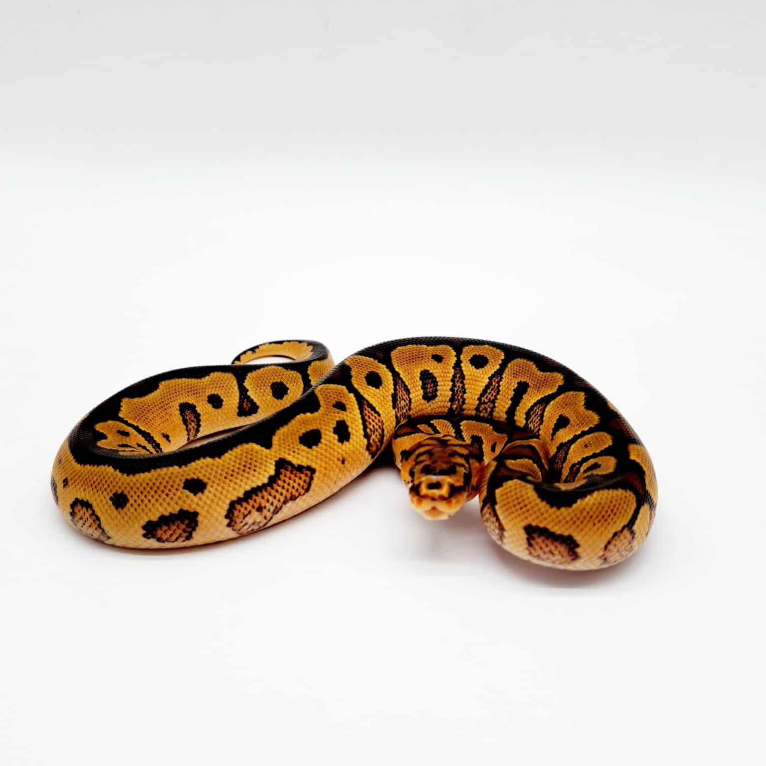 python regius python royal clown yellow belly femelle - Zanimaux Shop