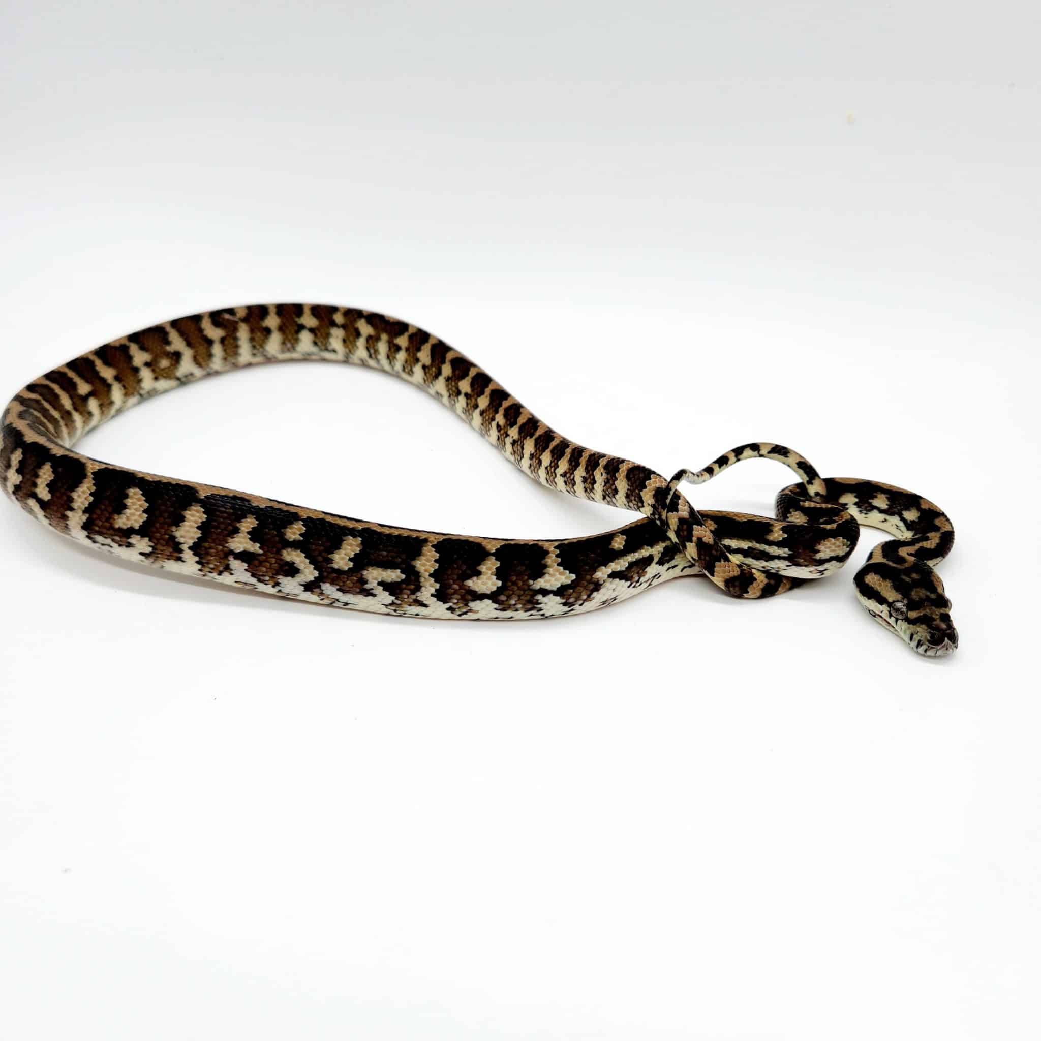 Morelia spilota variegata iran jaya femelle - Zanimaux Shop