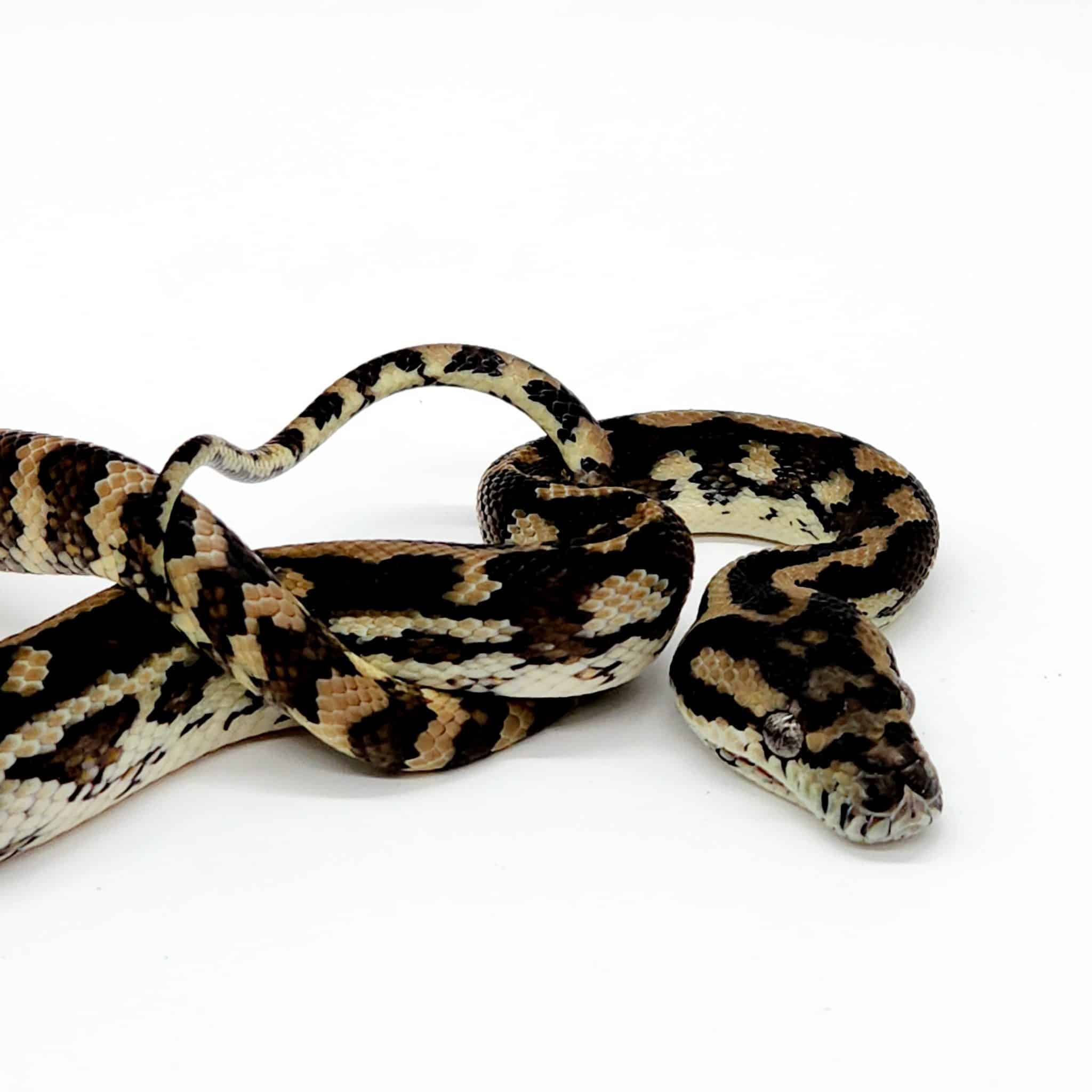 Morelia spilota variegata iran jaya femelle - Zanimaux Shop