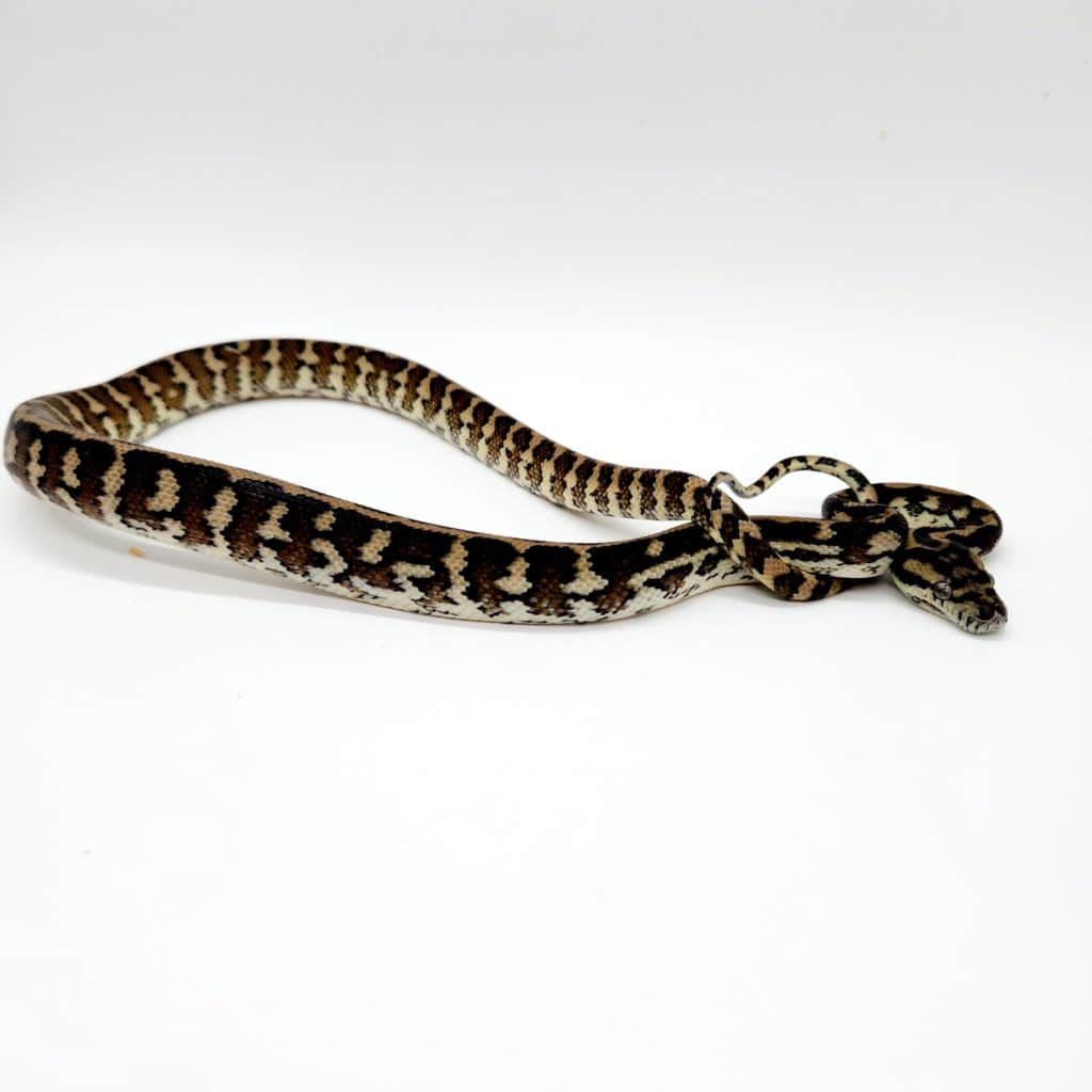 Morelia spilota variegata iran jaya femelle - Zanimaux Shop
