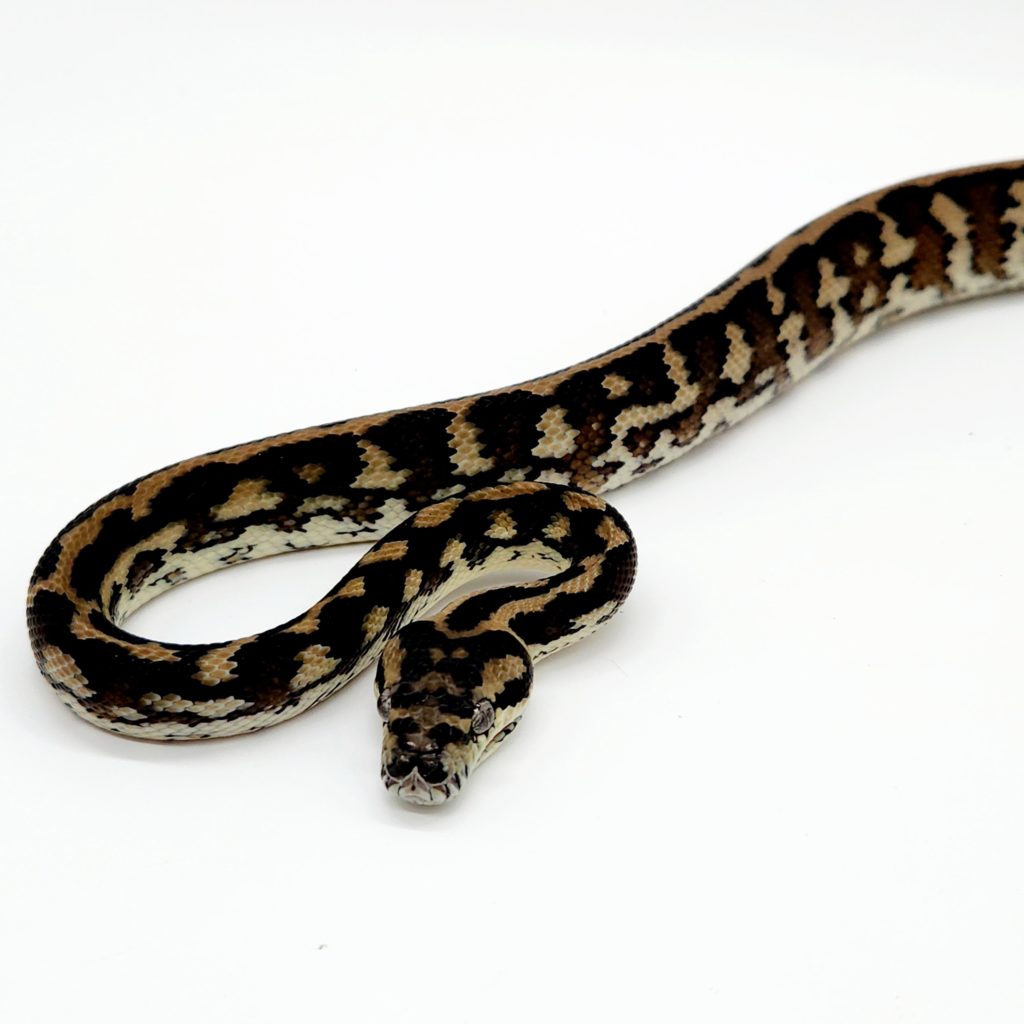 Morelia spilota variegata iran jaya femelle - Zanimaux Shop