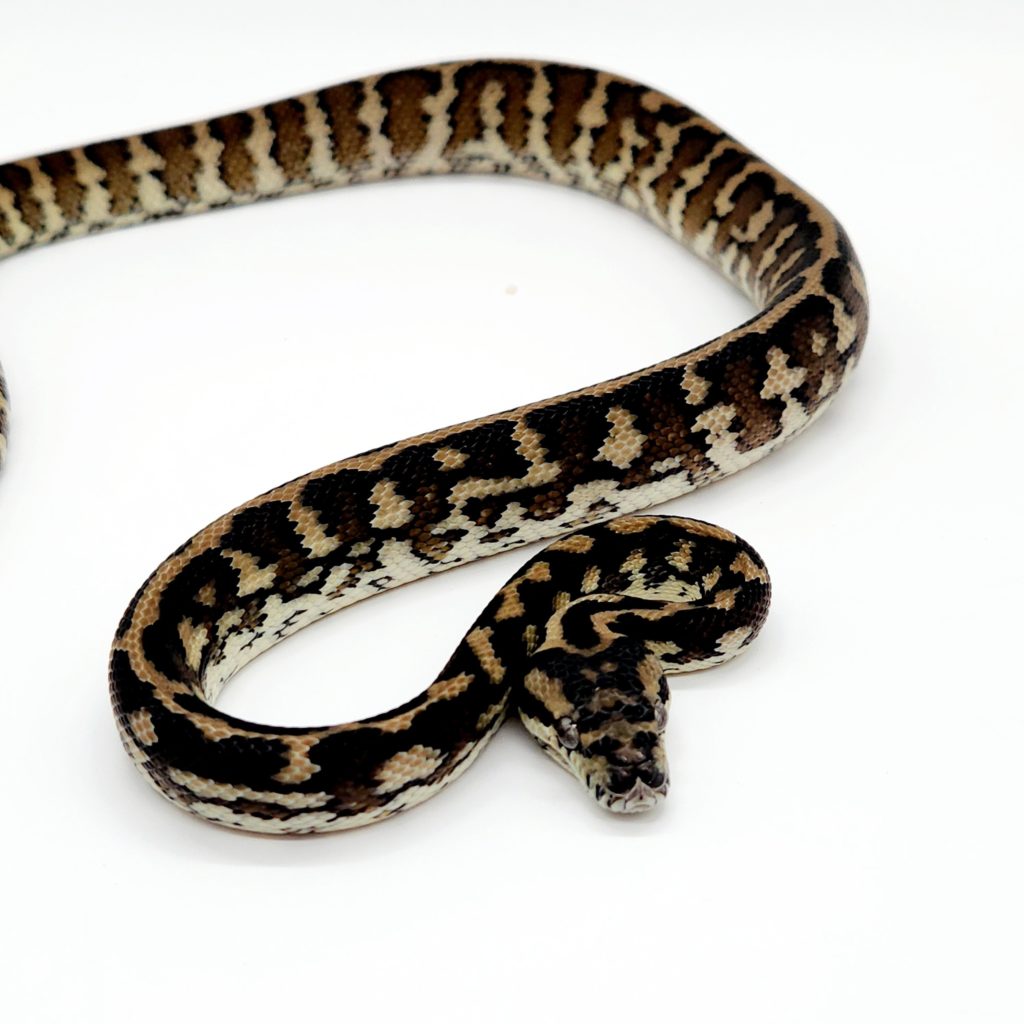 Morelia spilota variegata iran jaya femelle - Zanimaux Shop