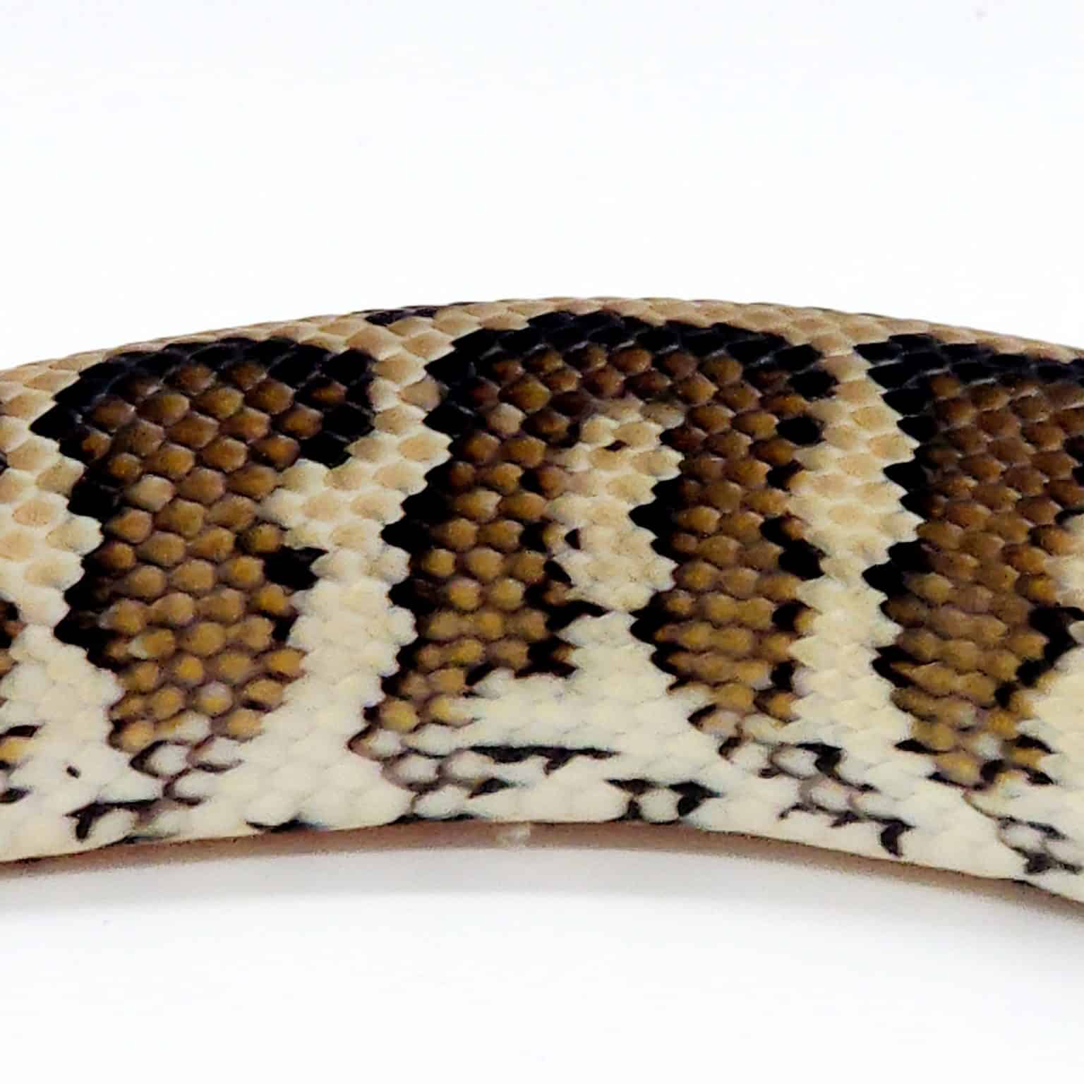Morelia spilota variegata iran jaya femelle - Zanimaux Shop