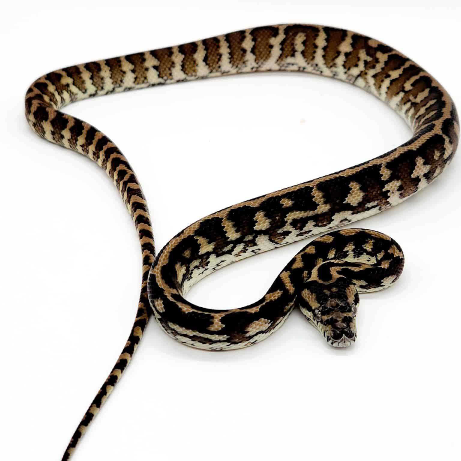 Morelia spilota variegata iran jaya femelle - Zanimaux Shop