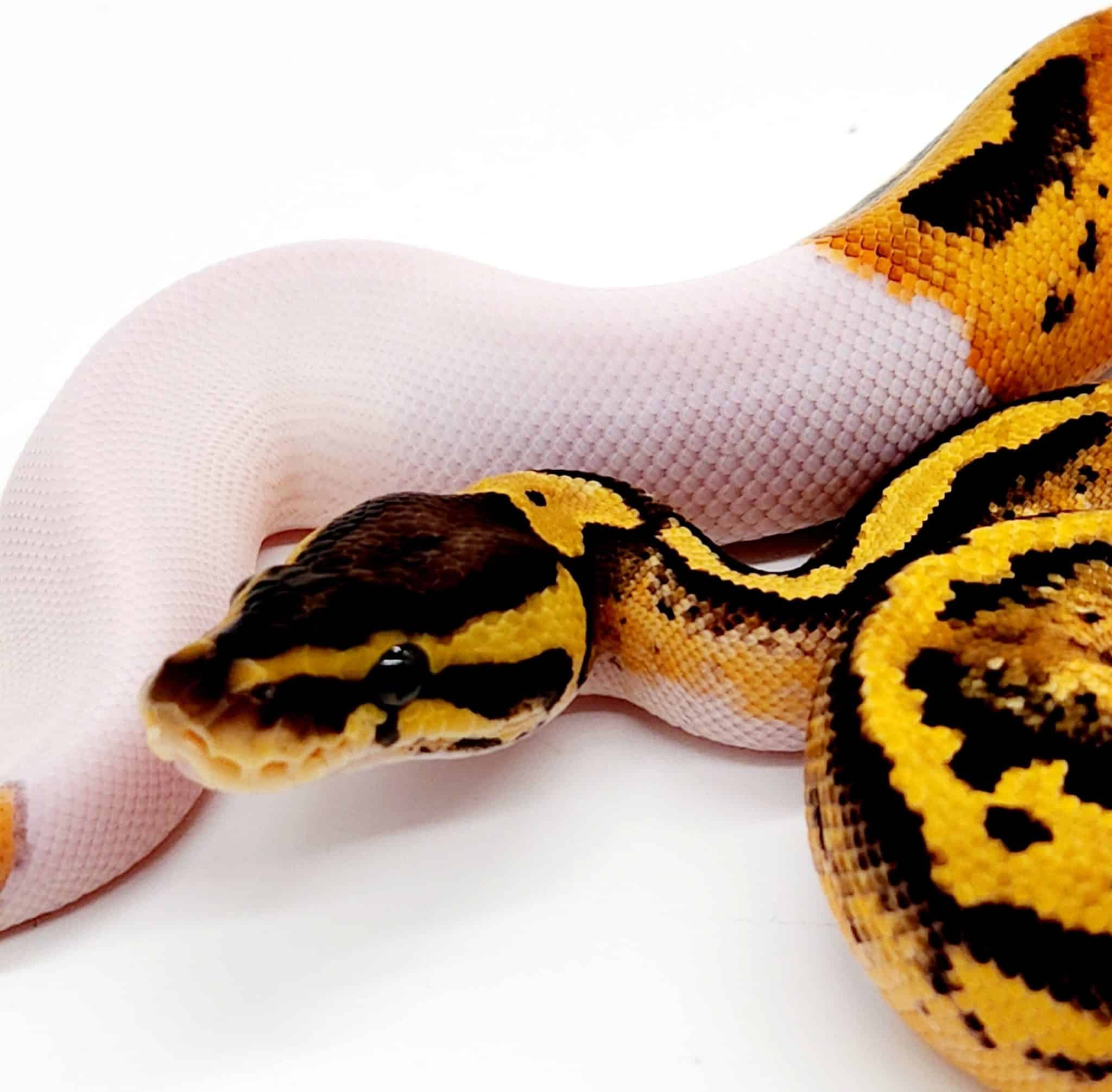 python regius python royal pastel piebald 100% het lavender albinos ...
