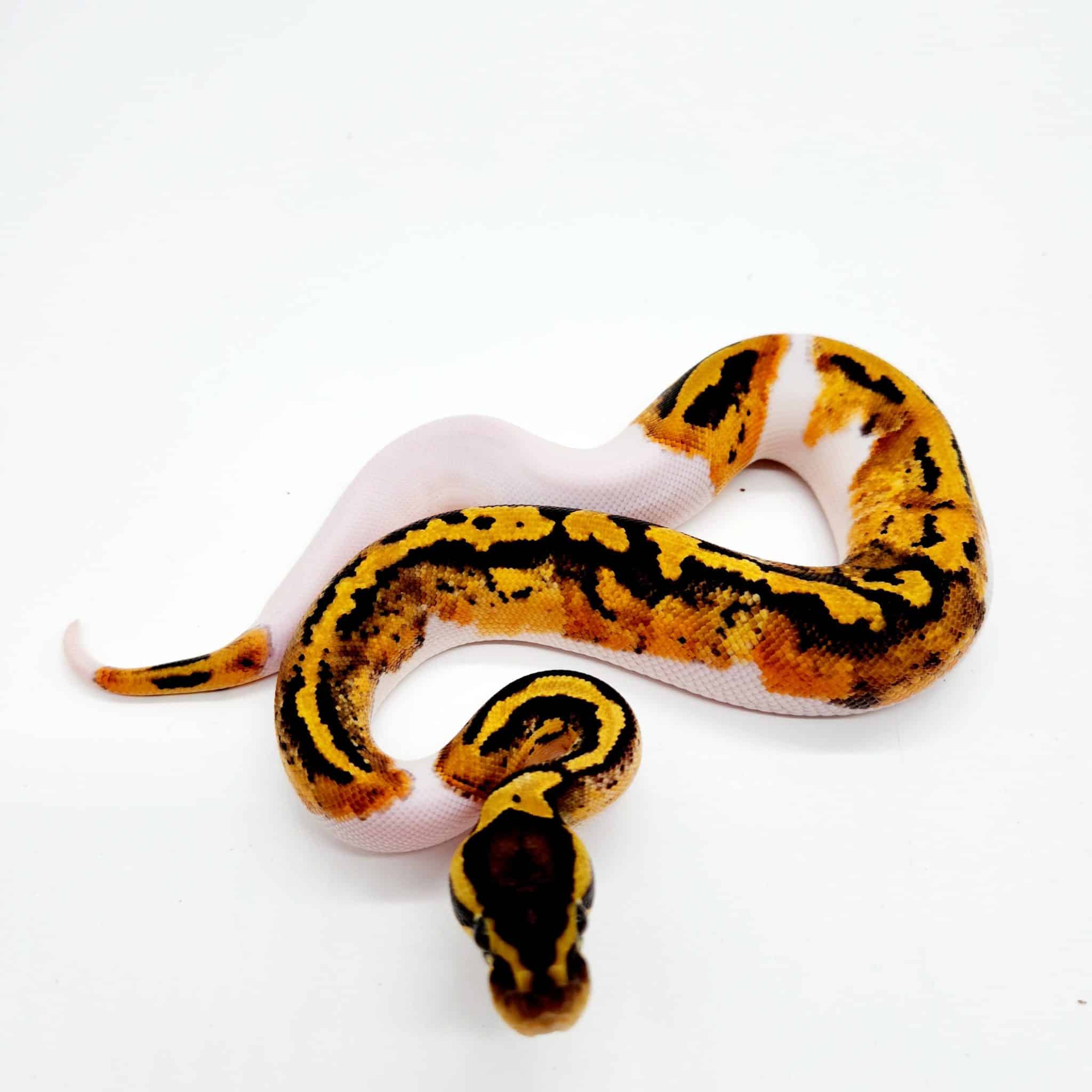 python regius python royal pastel piebald 100% het lavender albinos ...