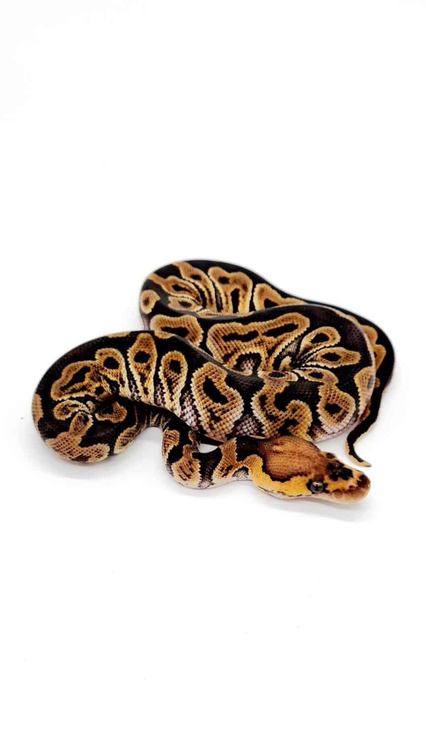 python royal python regius femelle GHi clown - Zanimaux Shop