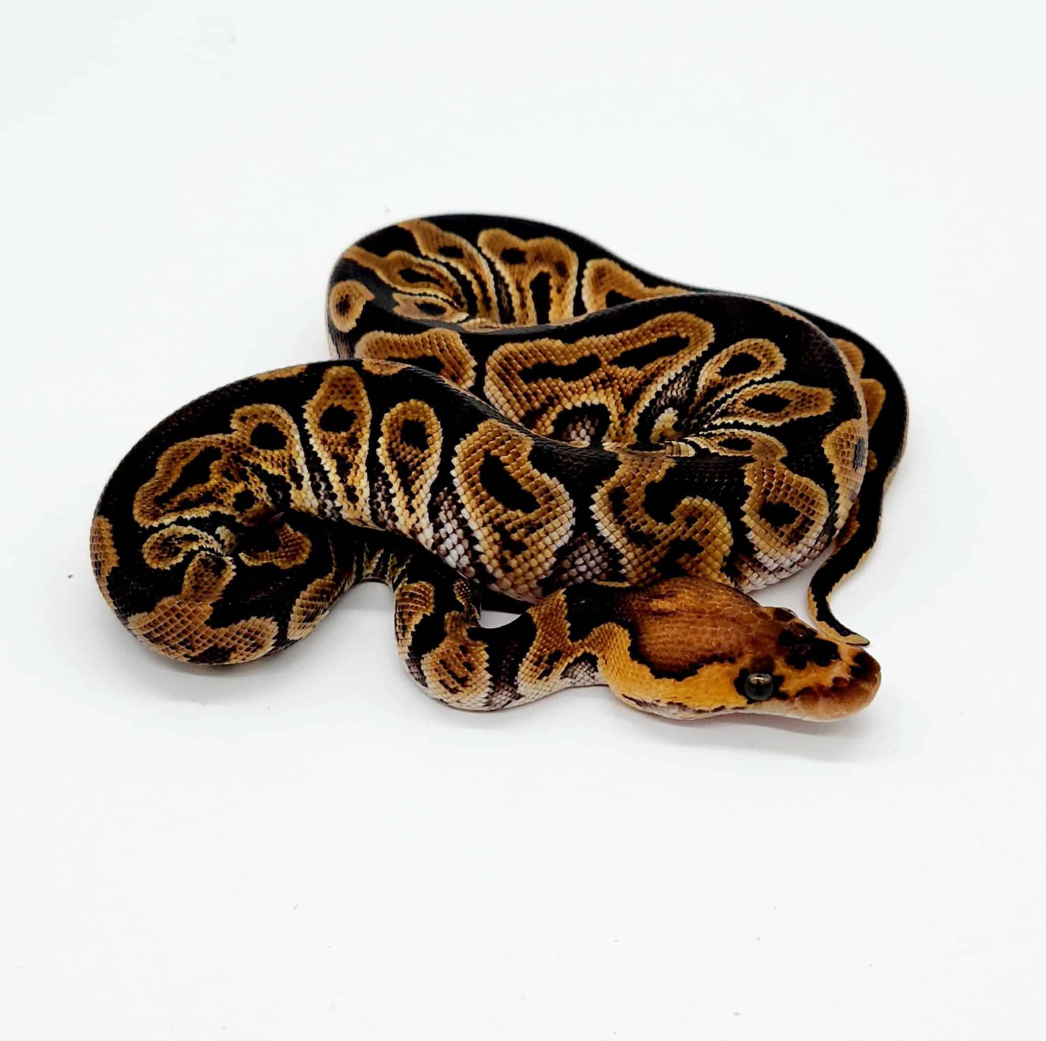 python royal python regius femelle GHi clown - Zanimaux Shop