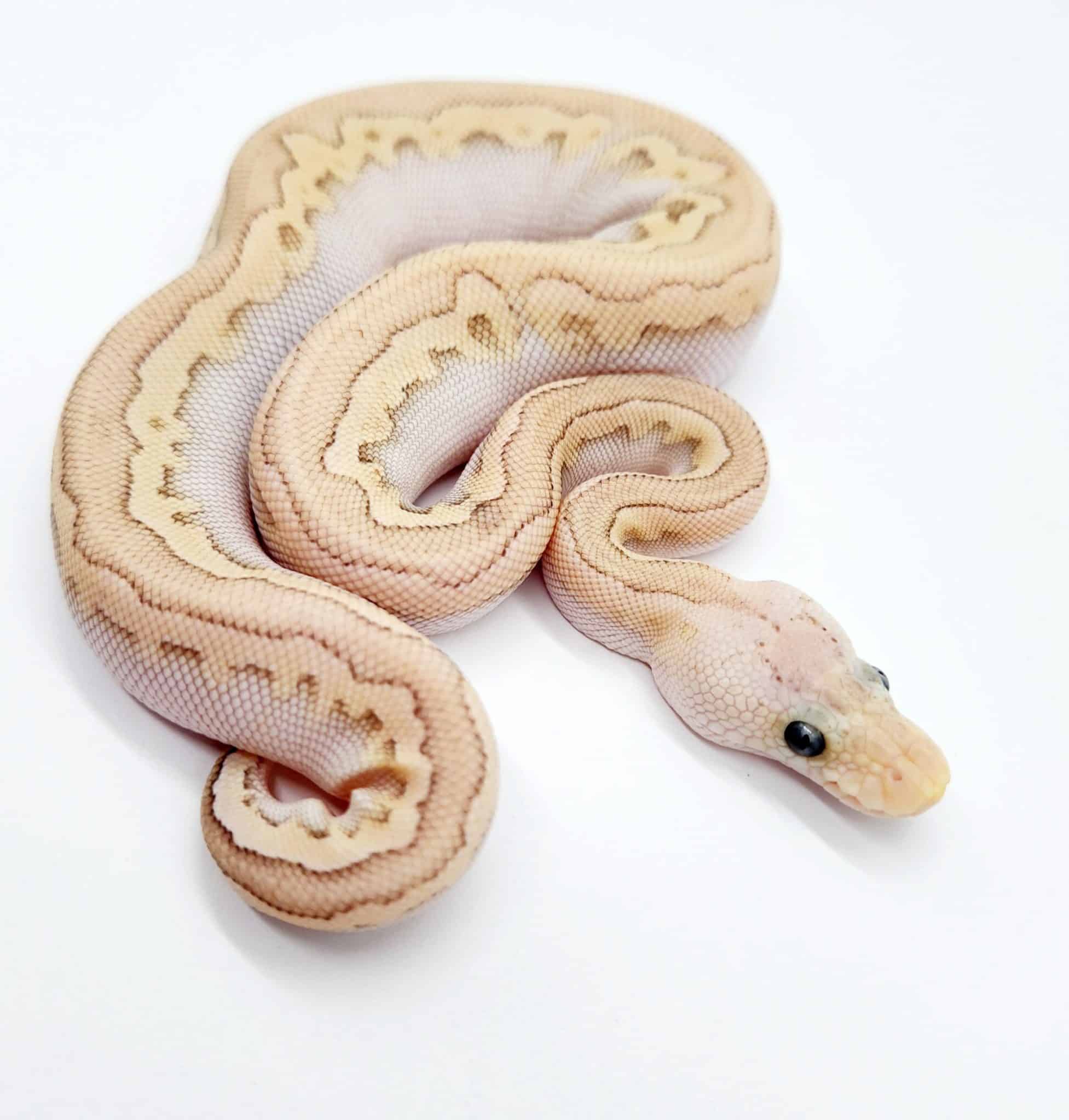 python regius python royal butter pewter clown femelle - Zanimaux Shop