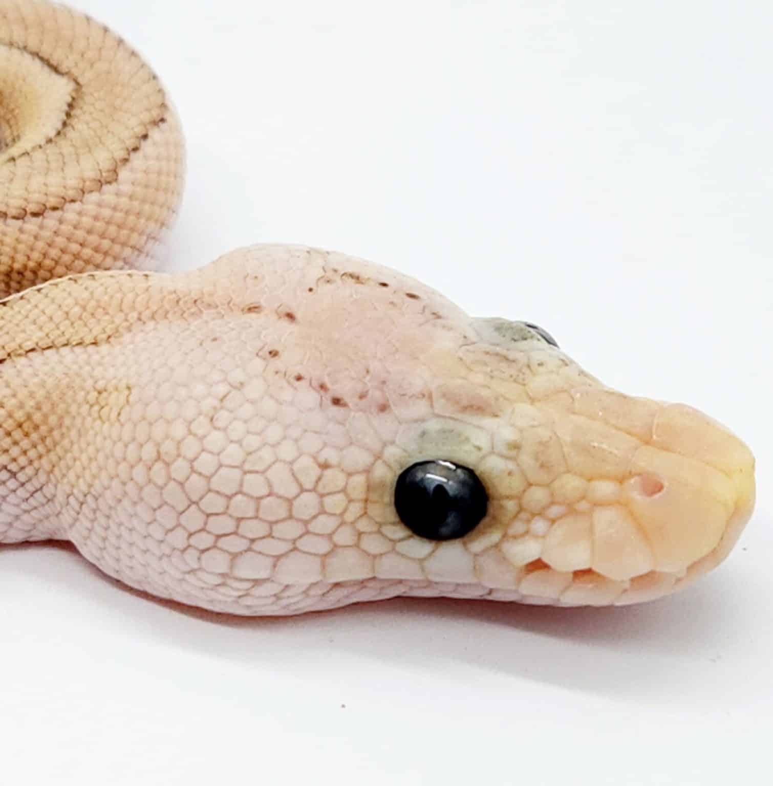 python regius python royal butter pewter clown femelle - Zanimaux Shop