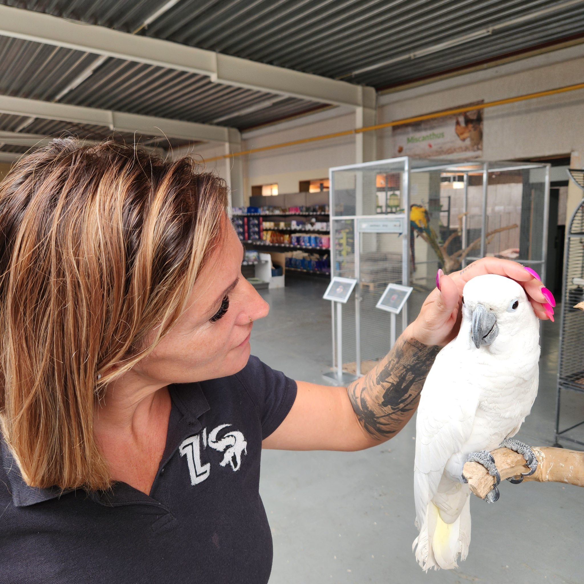 Cacatoès blanc Cacatua alba femelle 2022 - Zanimaux Shop