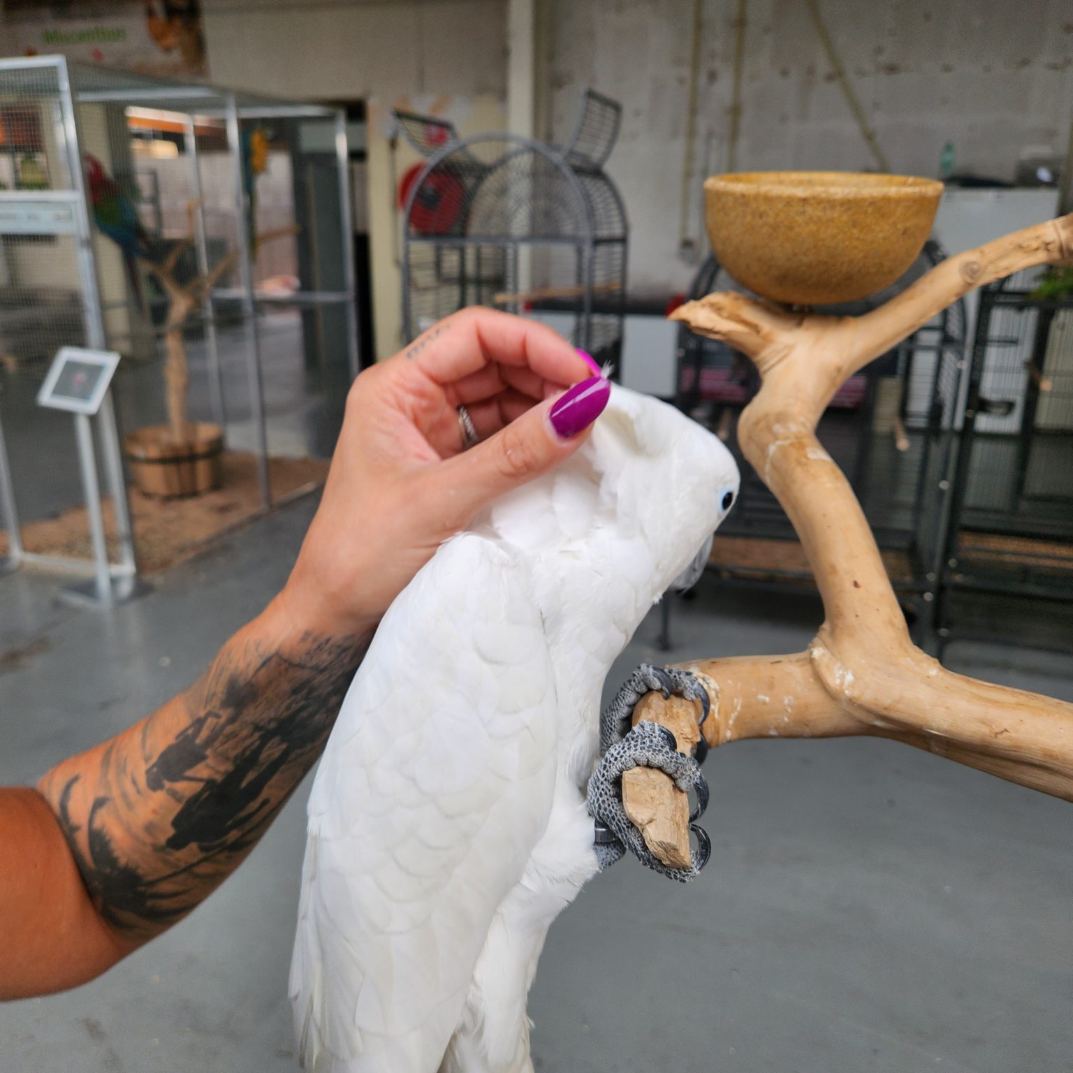 Cacatoès blanc Cacatua alba femelle 2022 - Zanimaux Shop
