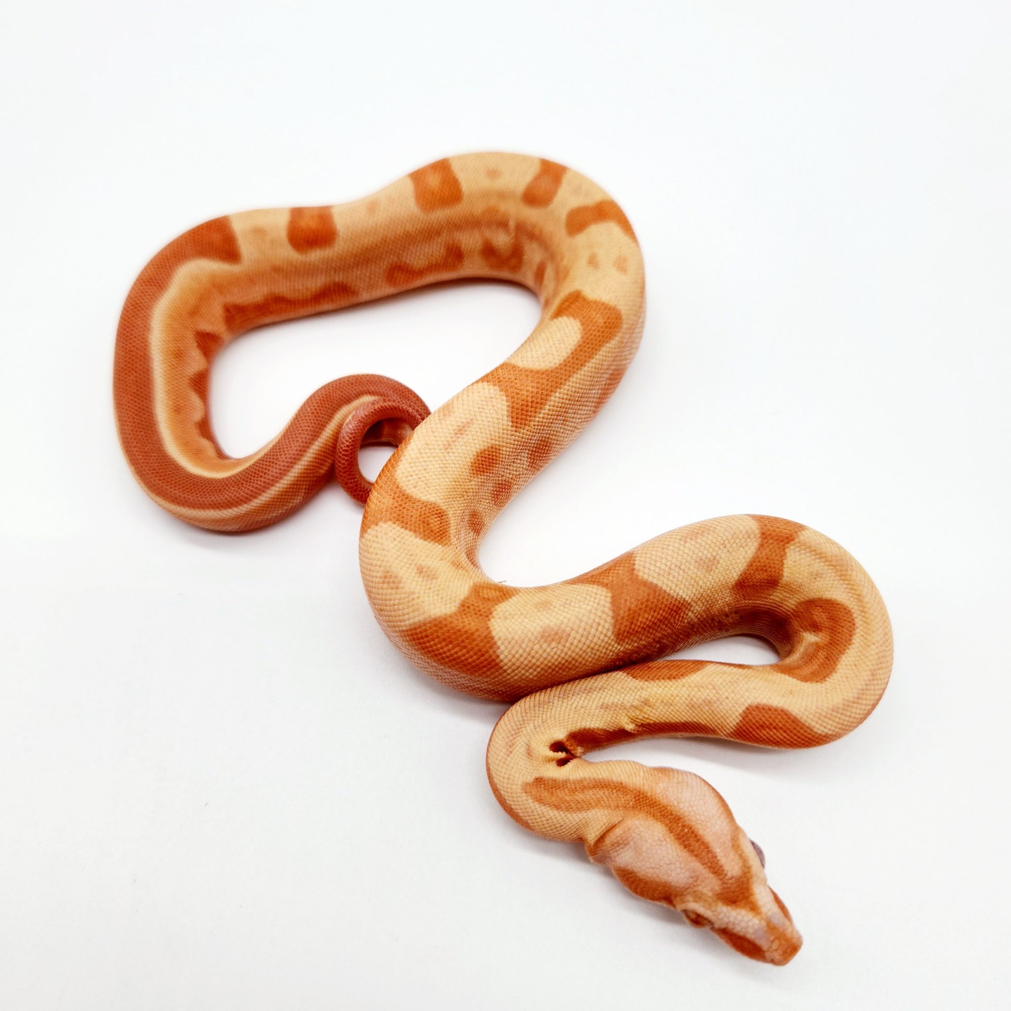 boa constrictor imperator img junglow motley femelle 02 2023 - Zanimaux ...