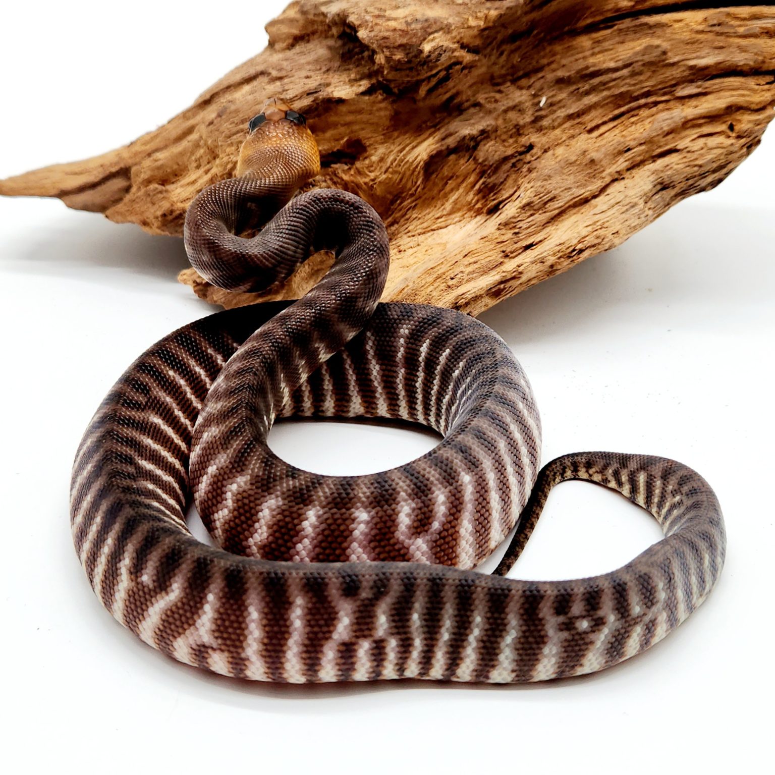 aspidites ramsayi python woma ( tête jaune ) femelle juvéniles ...