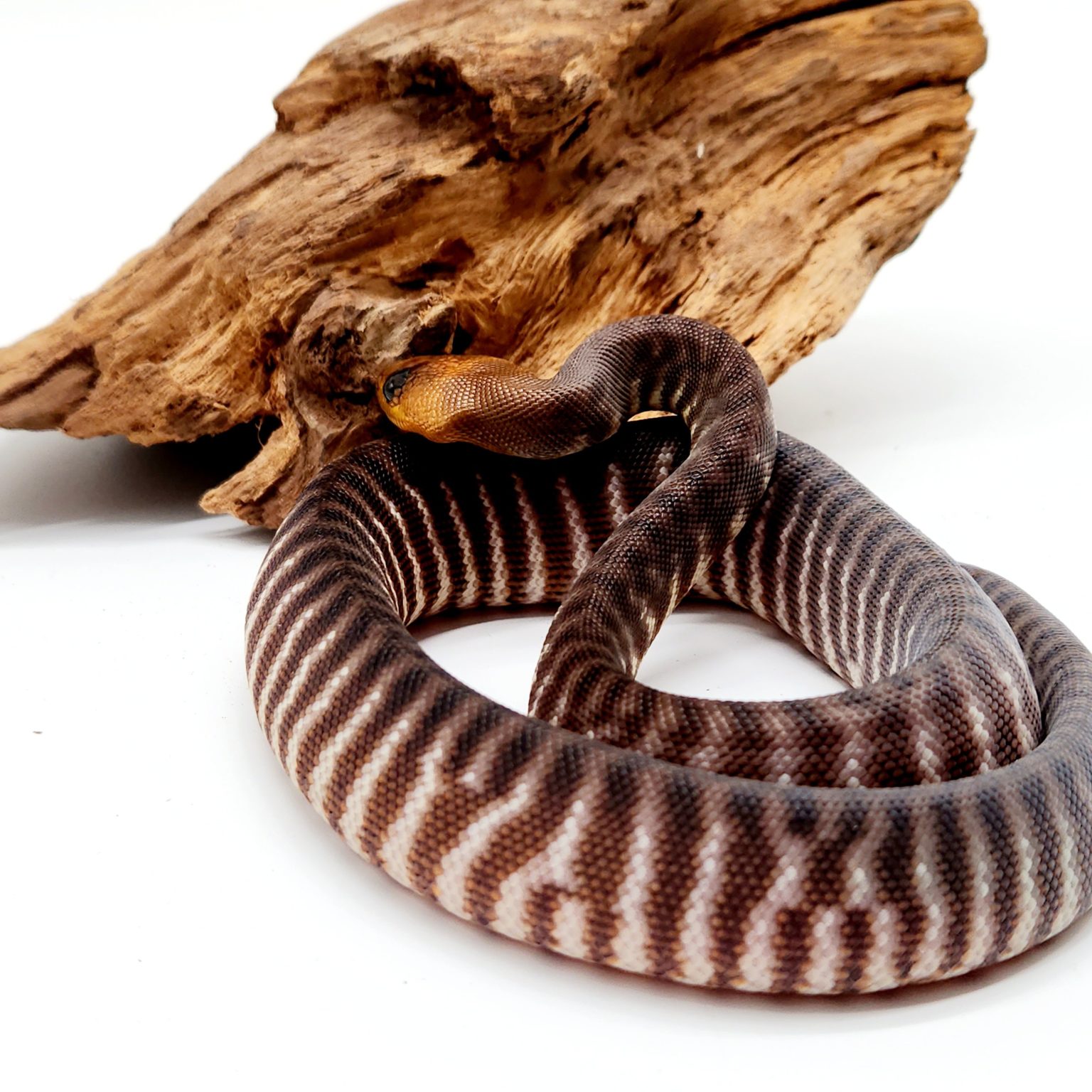 aspidites ramsayi python woma ( tête jaune ) femelle juvéniles ...