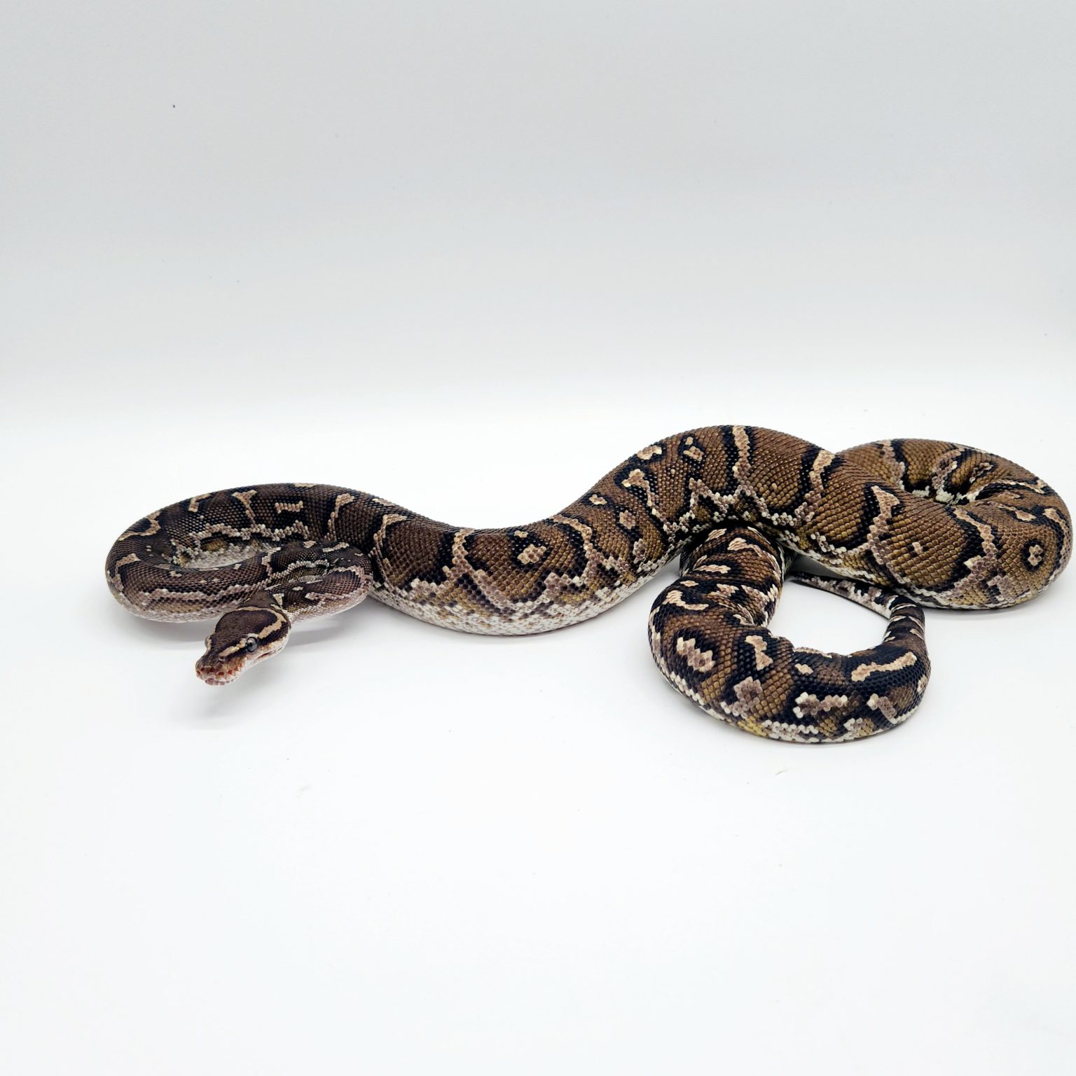 python Anchitae python Angola femelle subadulte - Zanimaux Shop