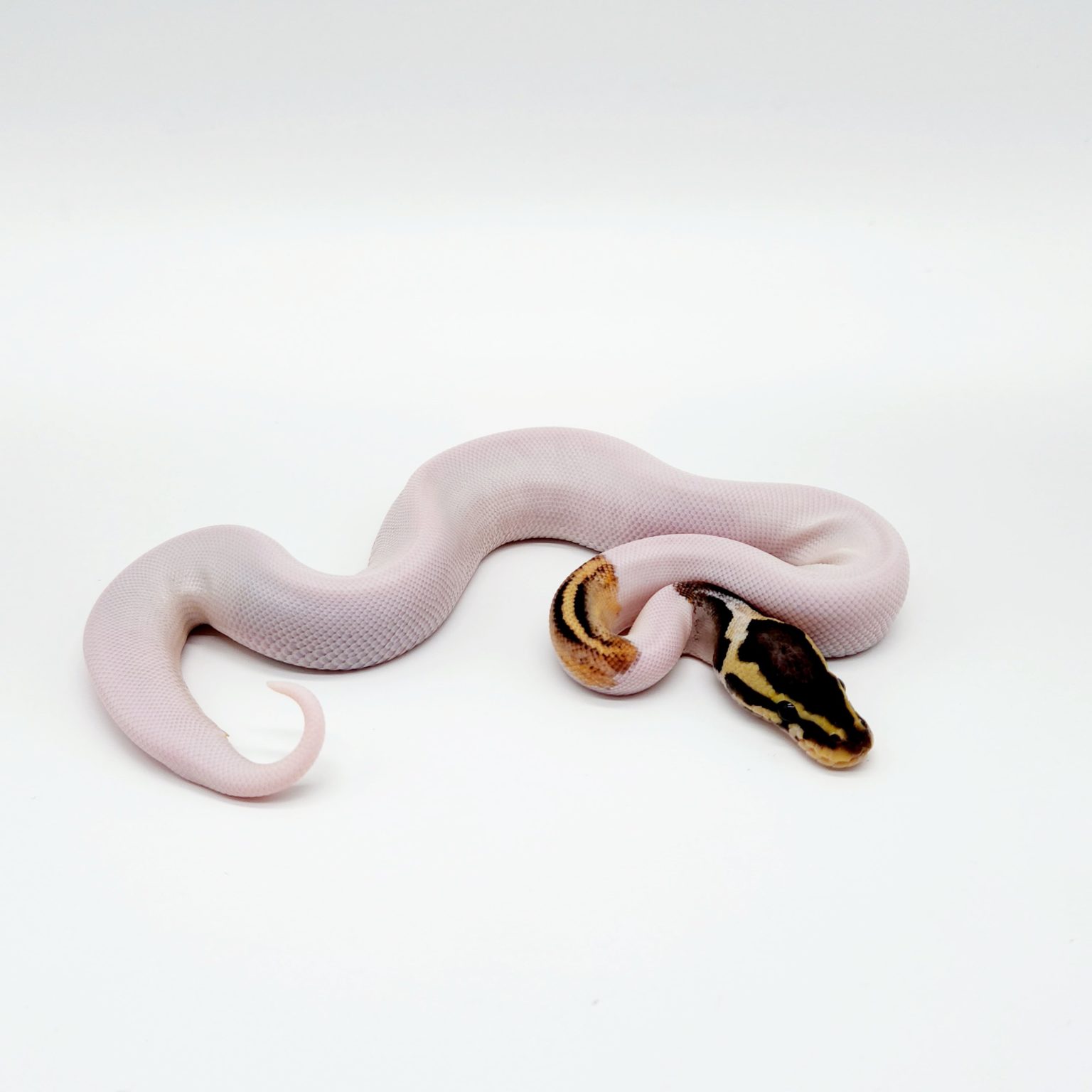 Piebald pastel male - Zanimaux Shop
